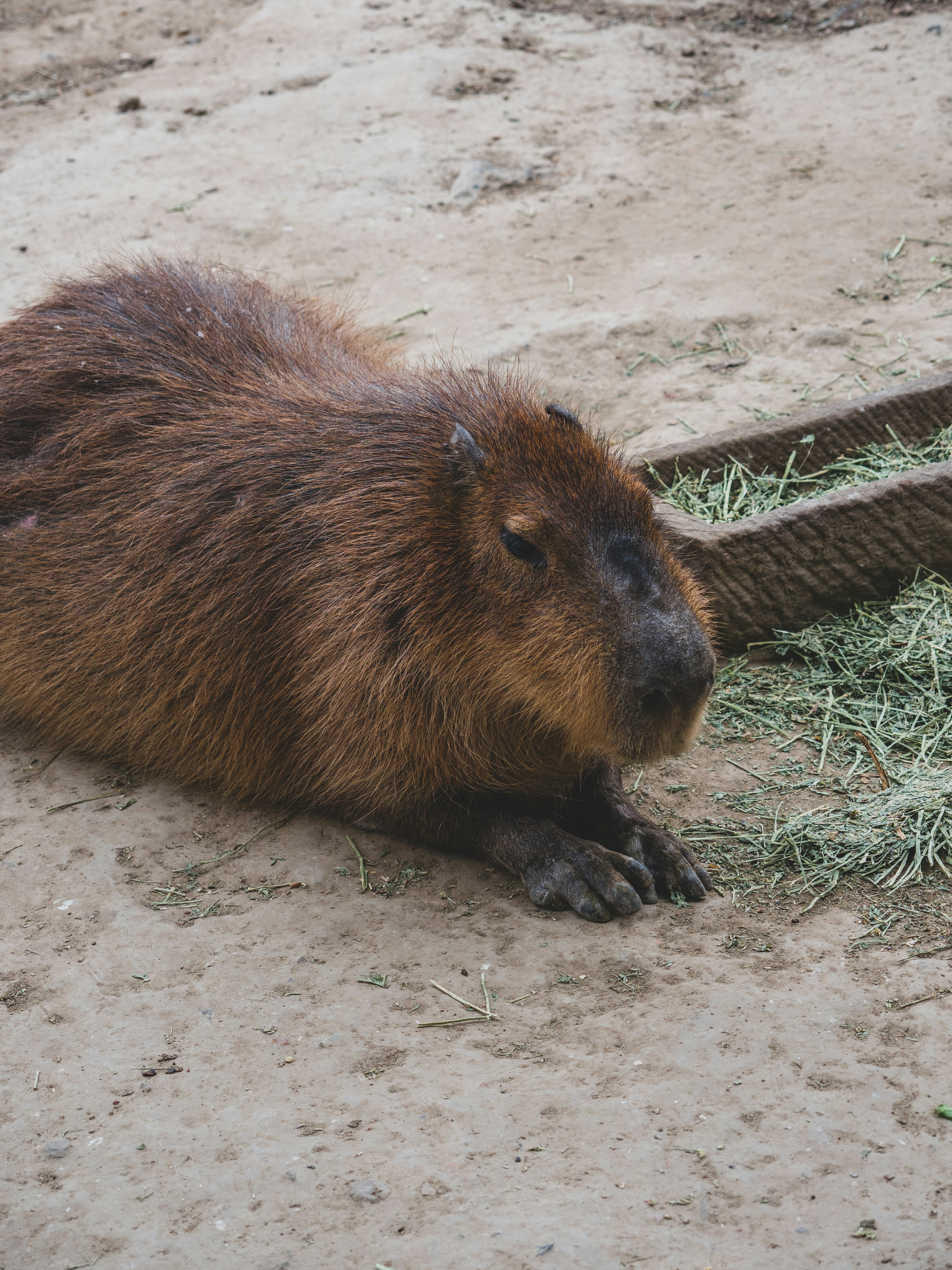 A capybara laying on the ground next to a fence photo – Free Animal ...