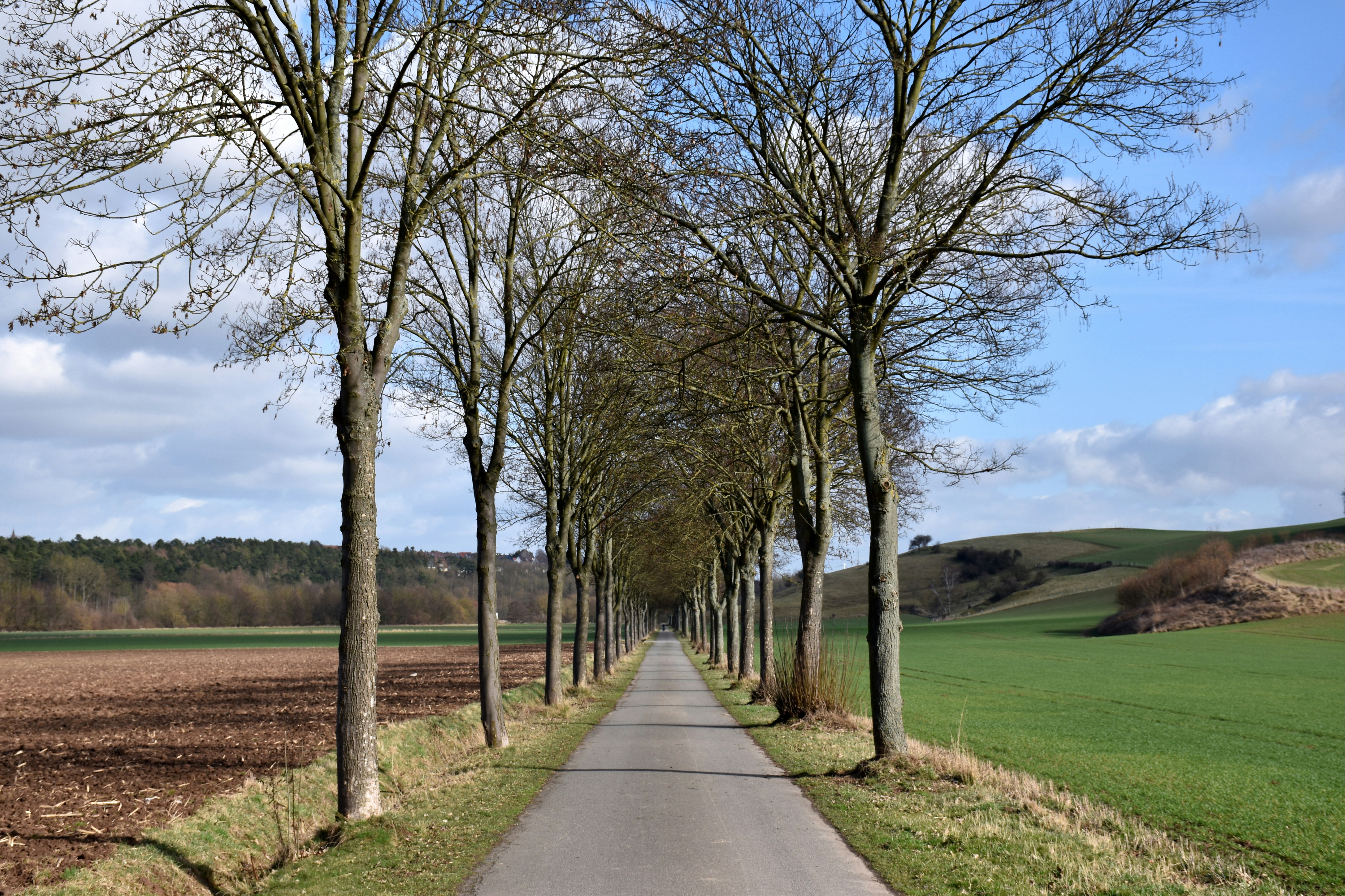 The Tree-Lined Corridor That Walks Toward the Horizon