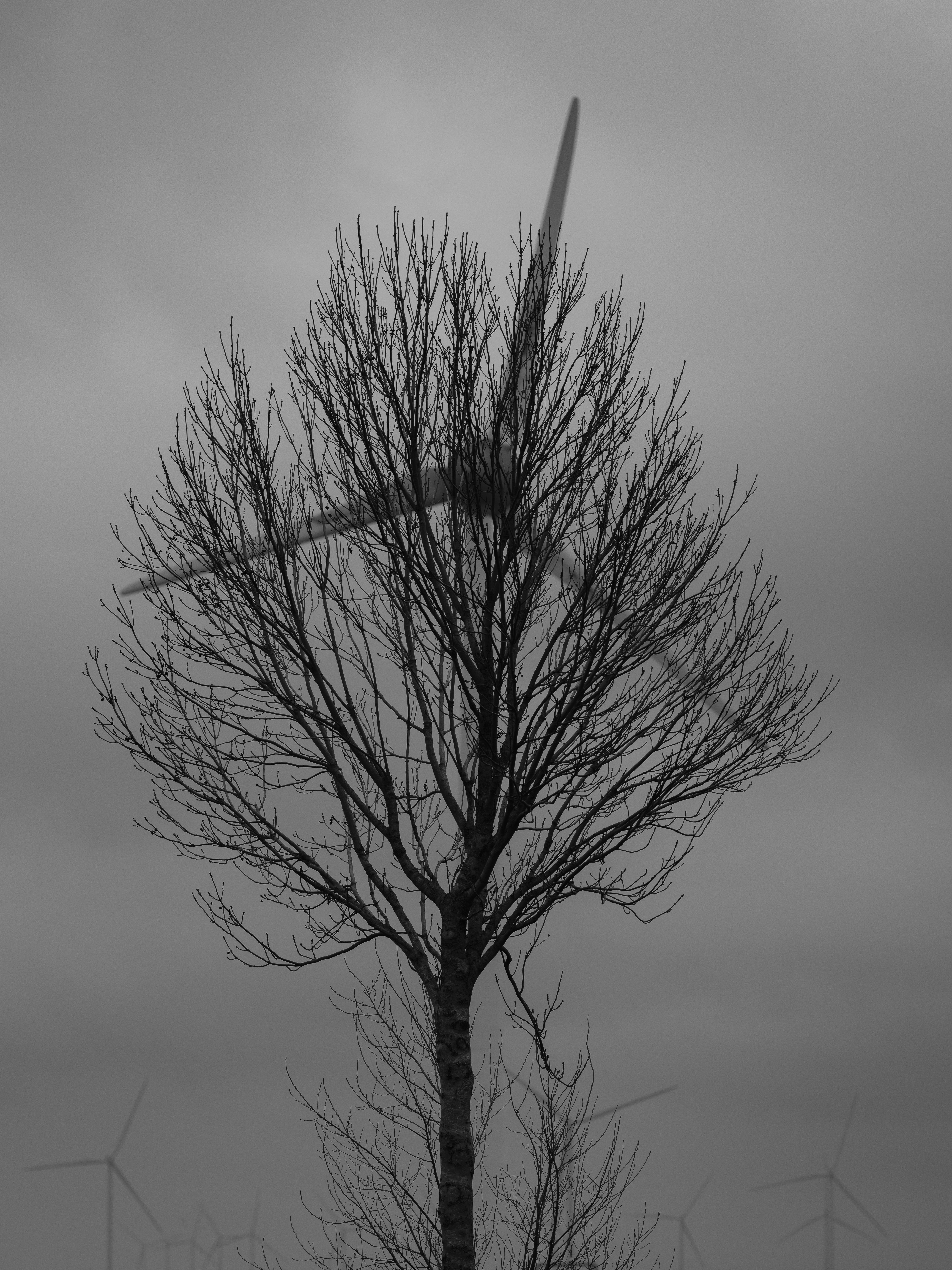 Leafless Sentinel: A Bare Tree Under a Passing Rotor in Gray