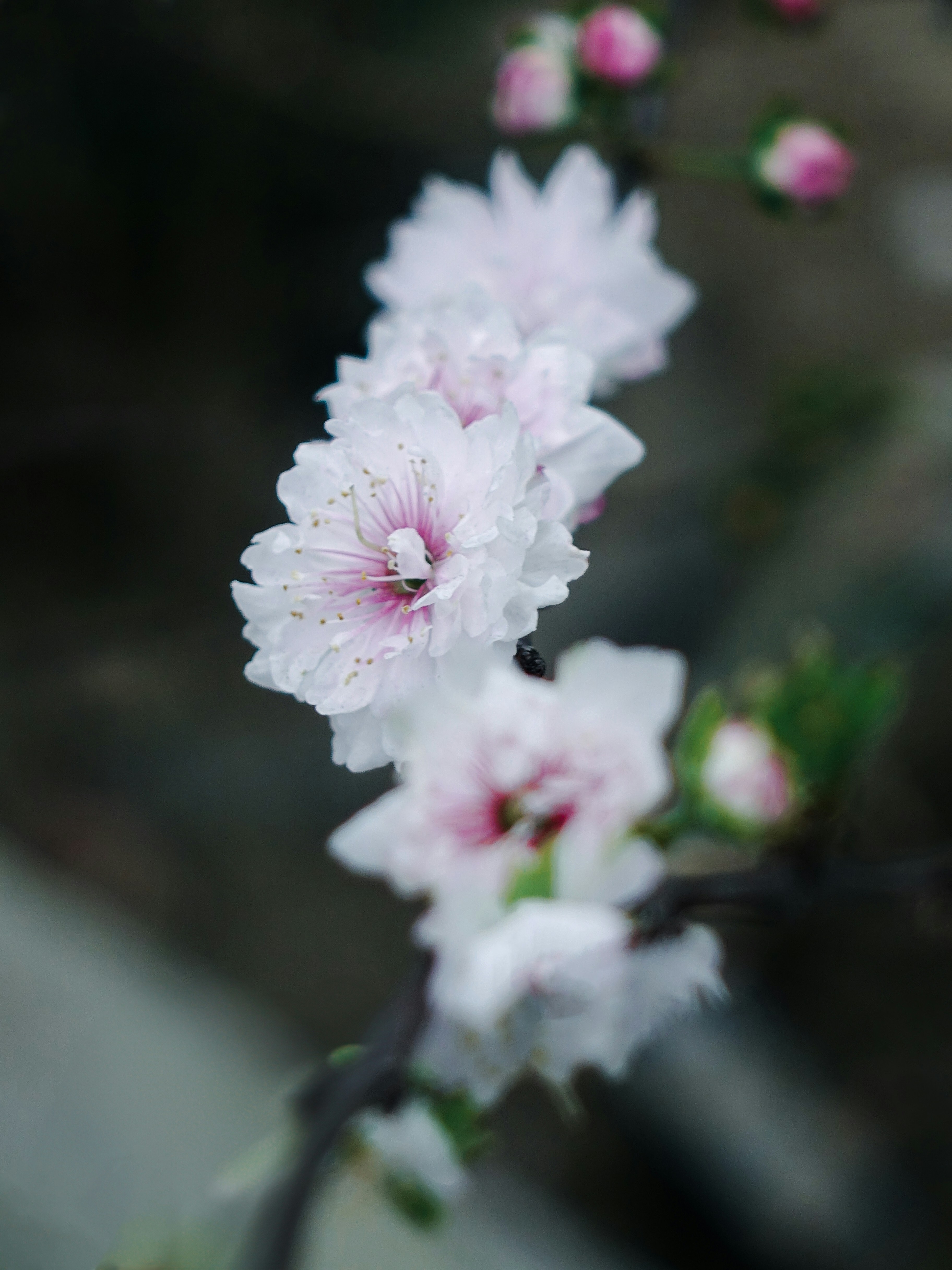 Whispering Petals: Close-Up of White-Pink Cherry Blossom