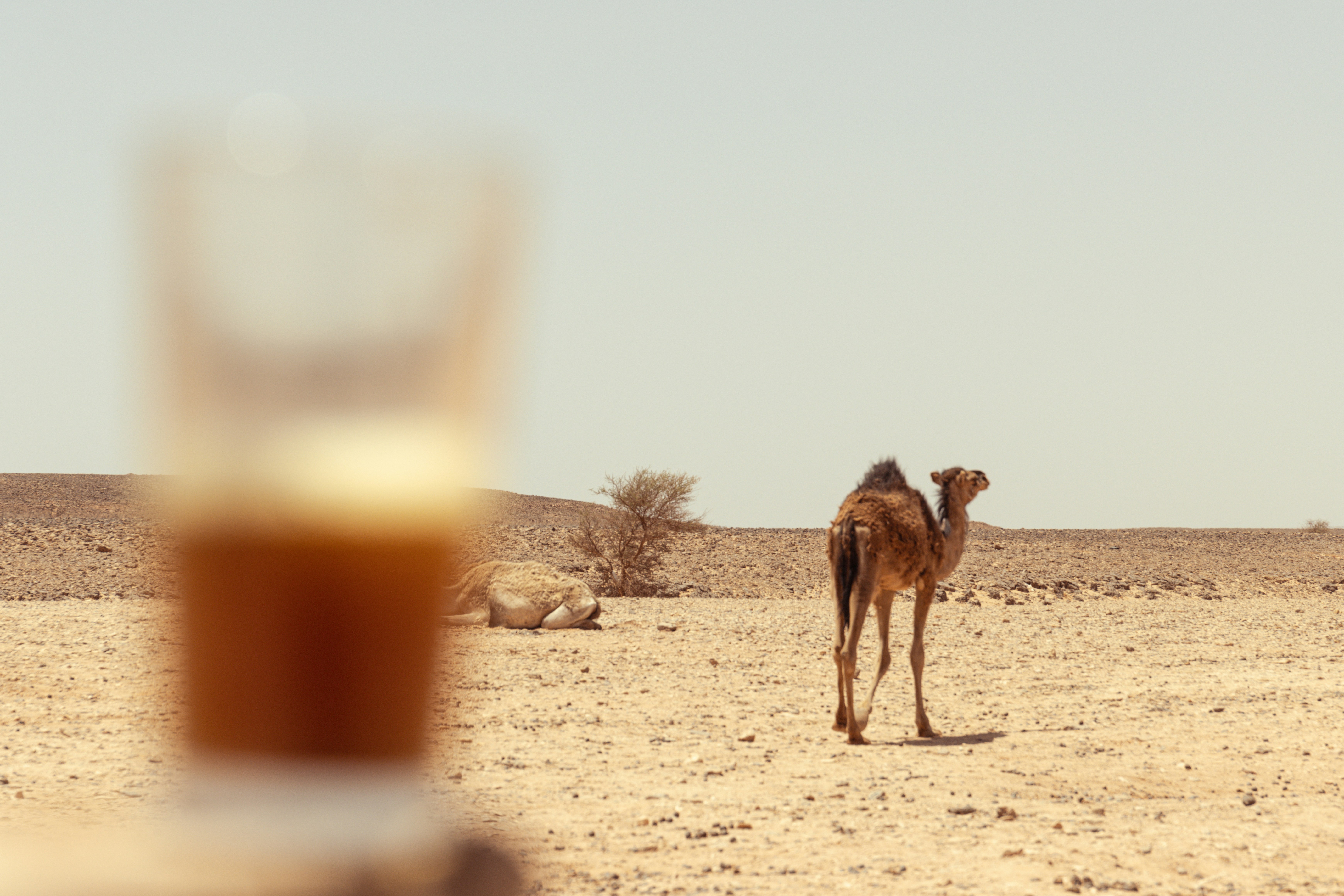 Desert Dunes and a Distant Camel