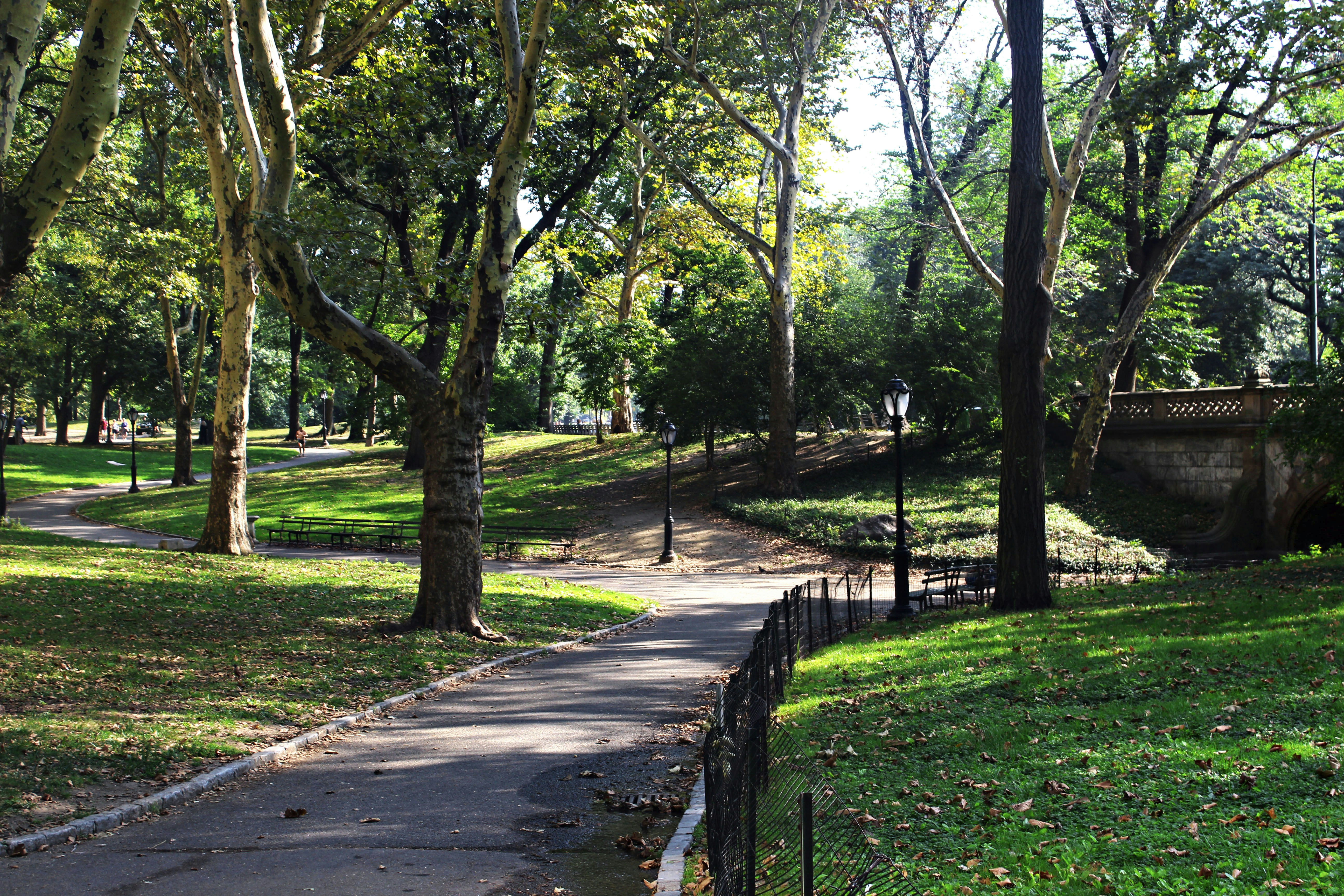 Sunlit park path winding through lush trees and green grass.