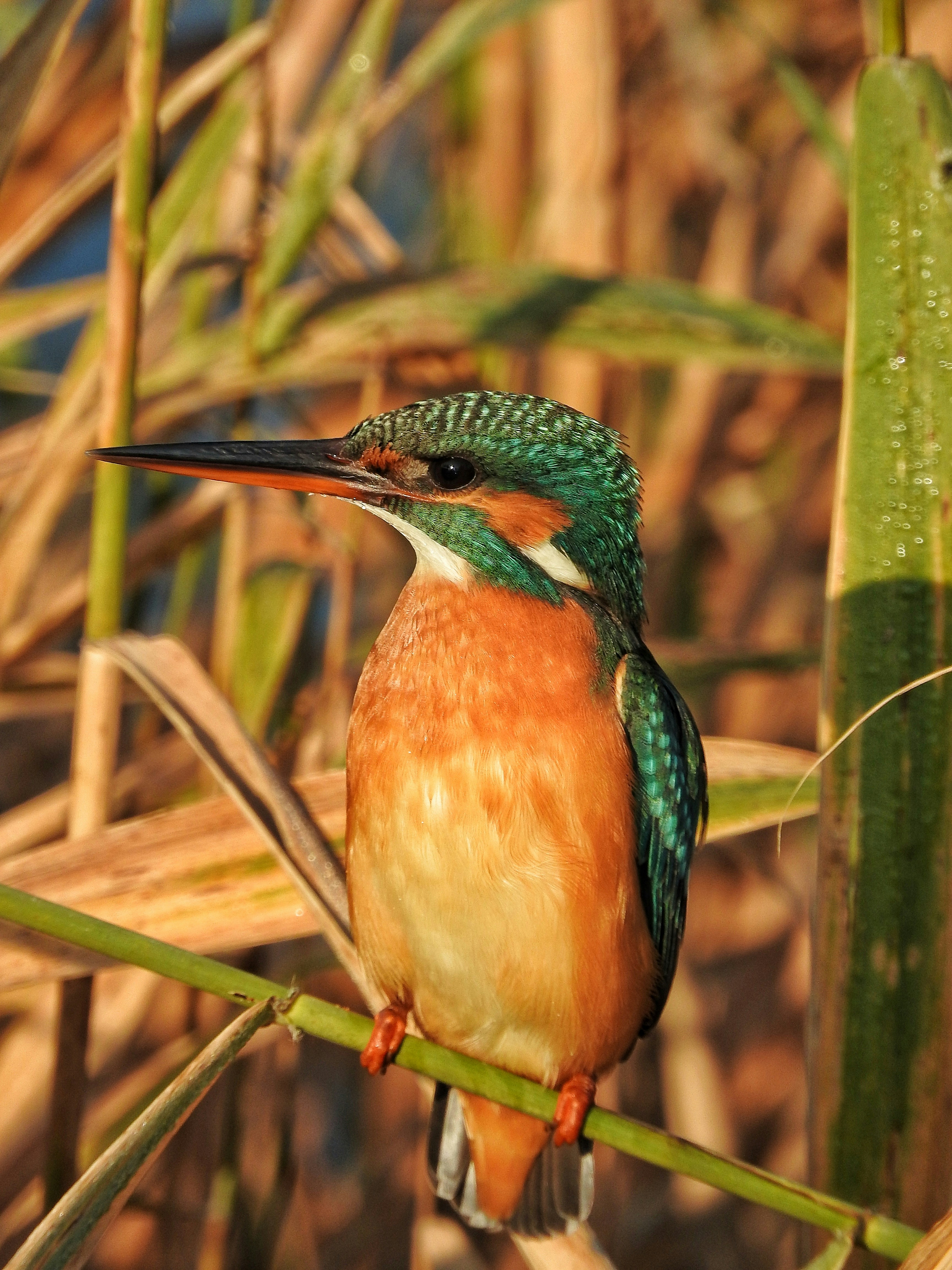 Close-up of a kingfisher perched on a reed in warm sunlight, highlighting iridescent teal wings and vivid orange chest.