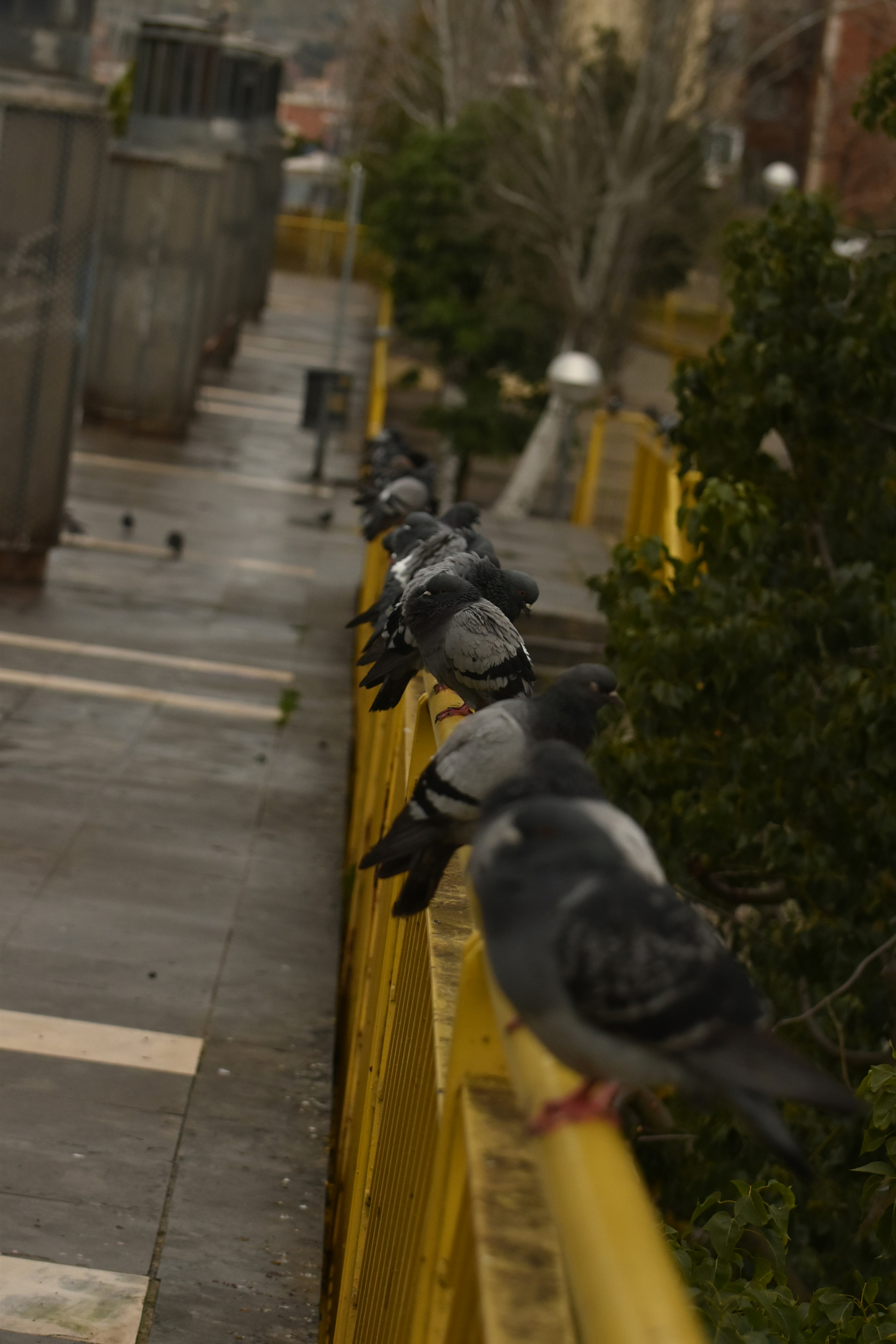 Pigeons on a Sunlit Yellow Railing: A Quiet City Lineup