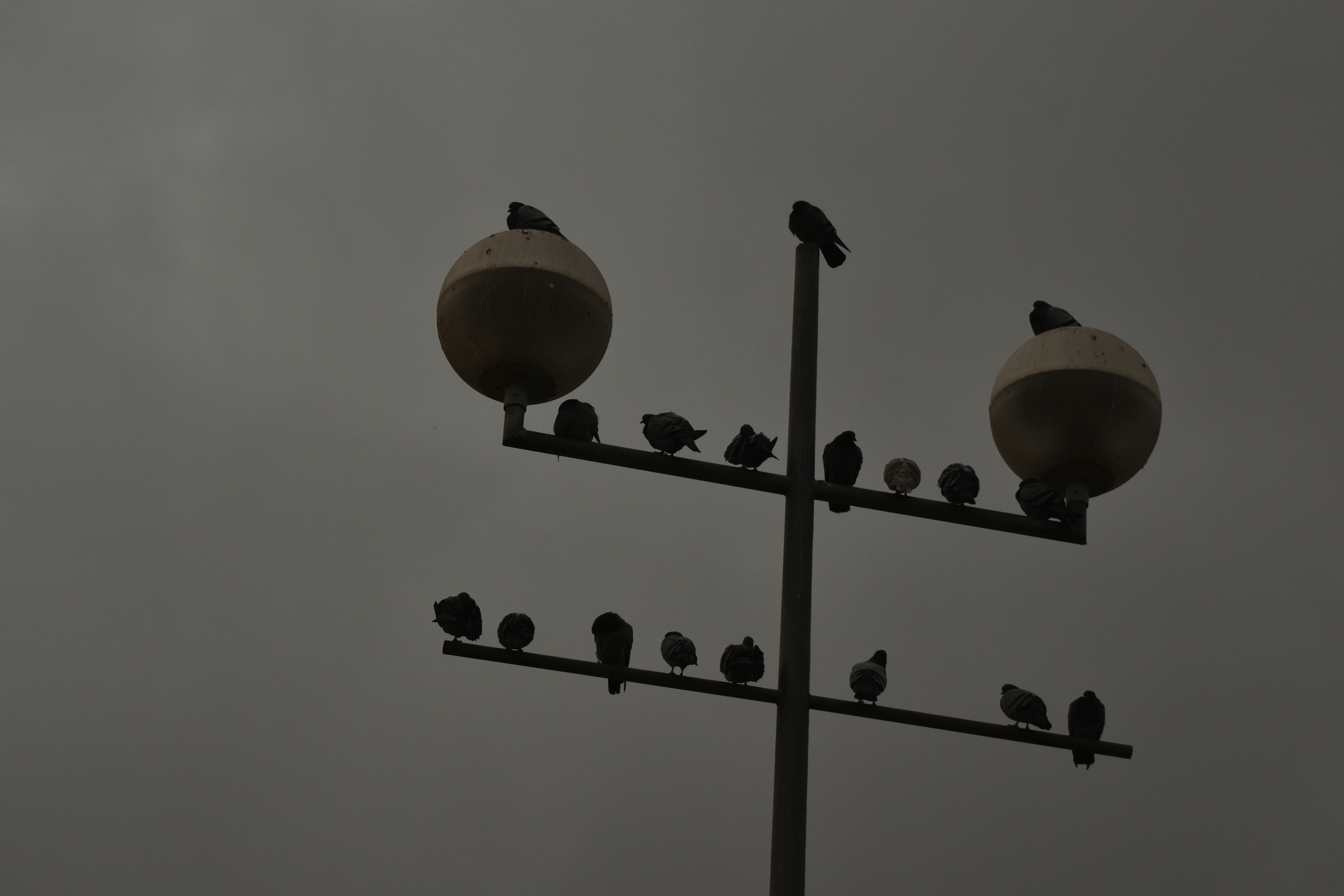Aerial Choir on a Dim Lamppost