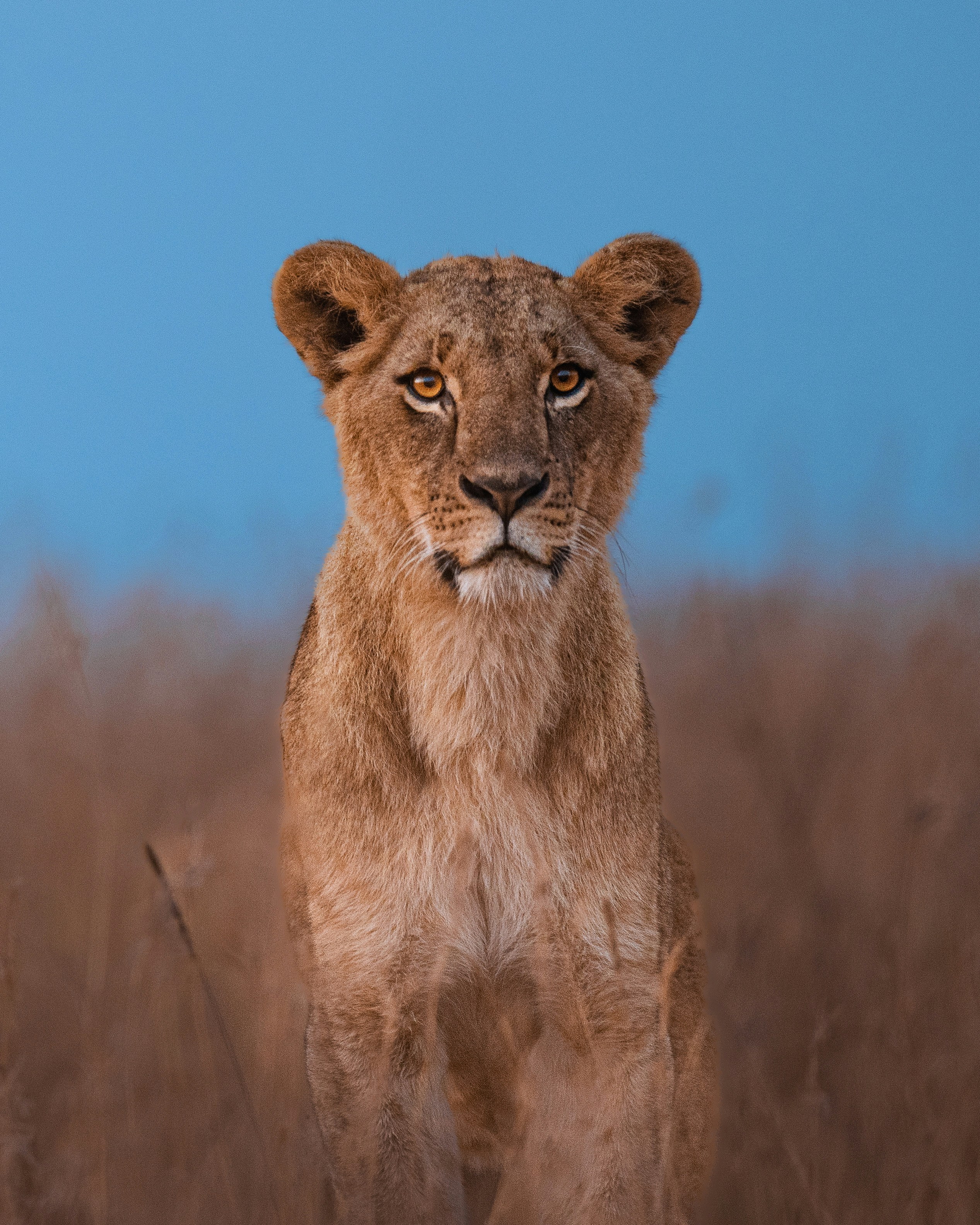 A lioness' portrait in Nairobi National Park.
