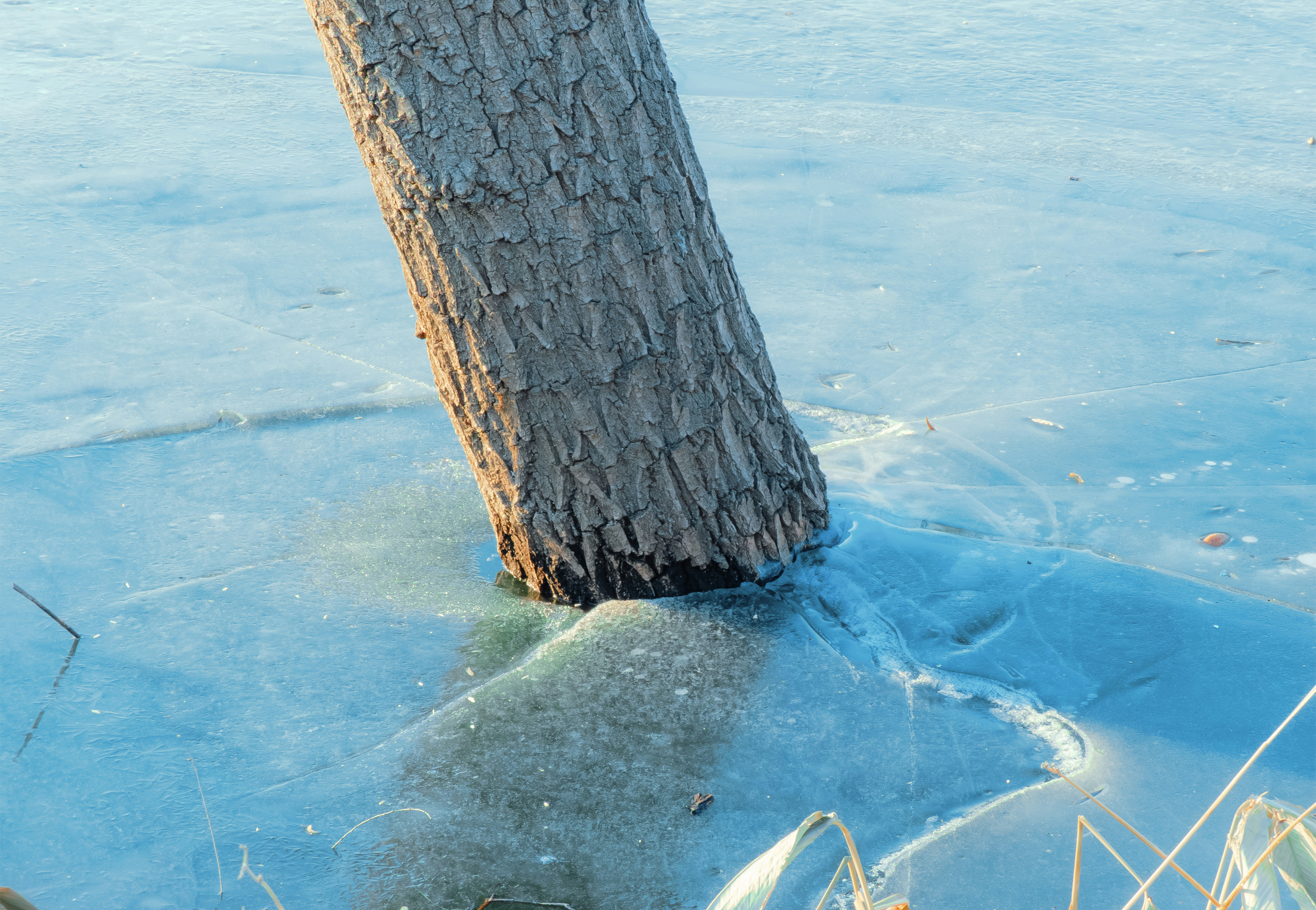 Blue Silence: Lone Tree Pierces the Frozen Cyan