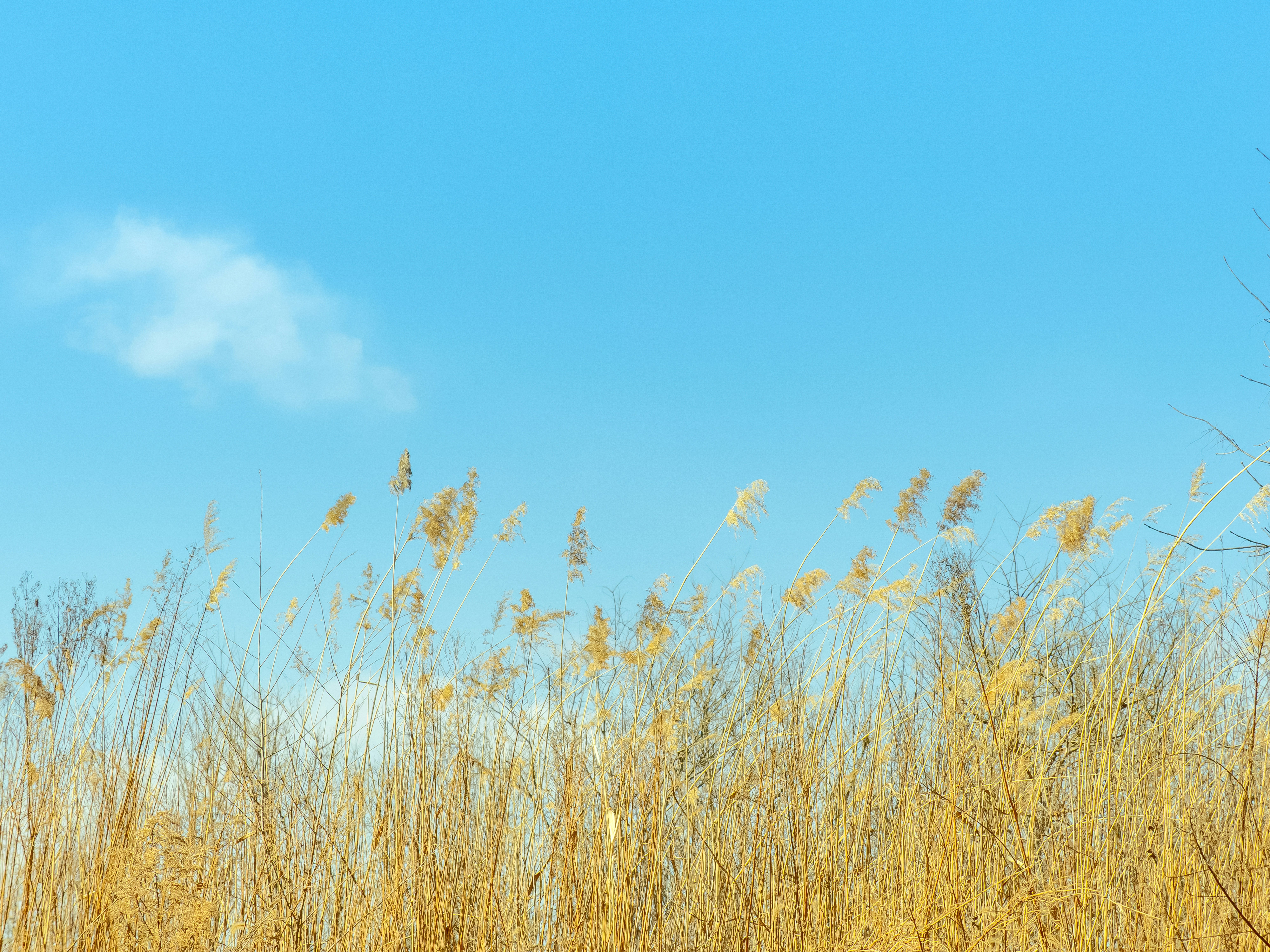 A field of tall grass with a blue sky in the background photo – Free ...