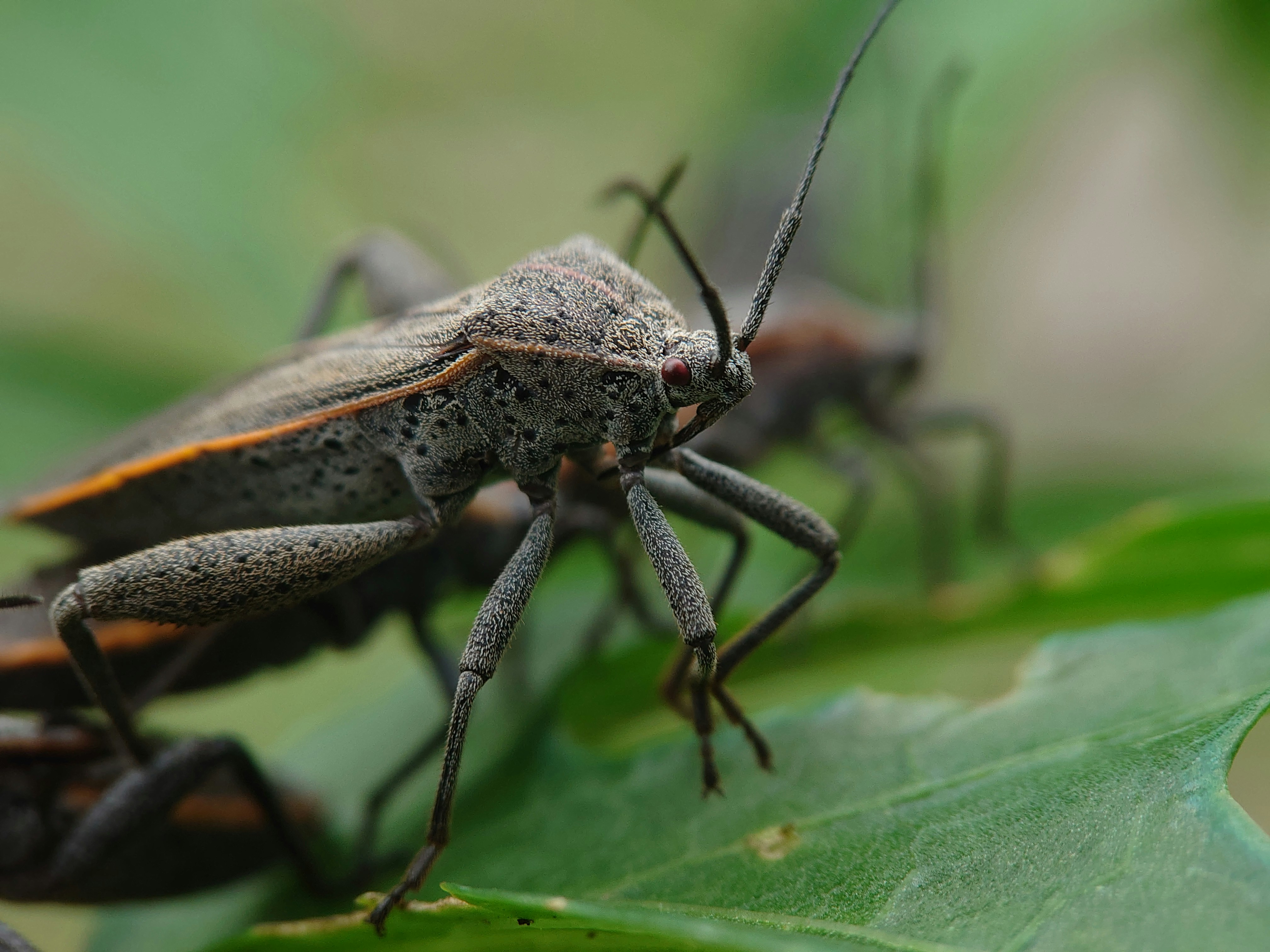 Leaf-footed bug perched on a green leaf, showcasing its detailed texture and vibrant colors.