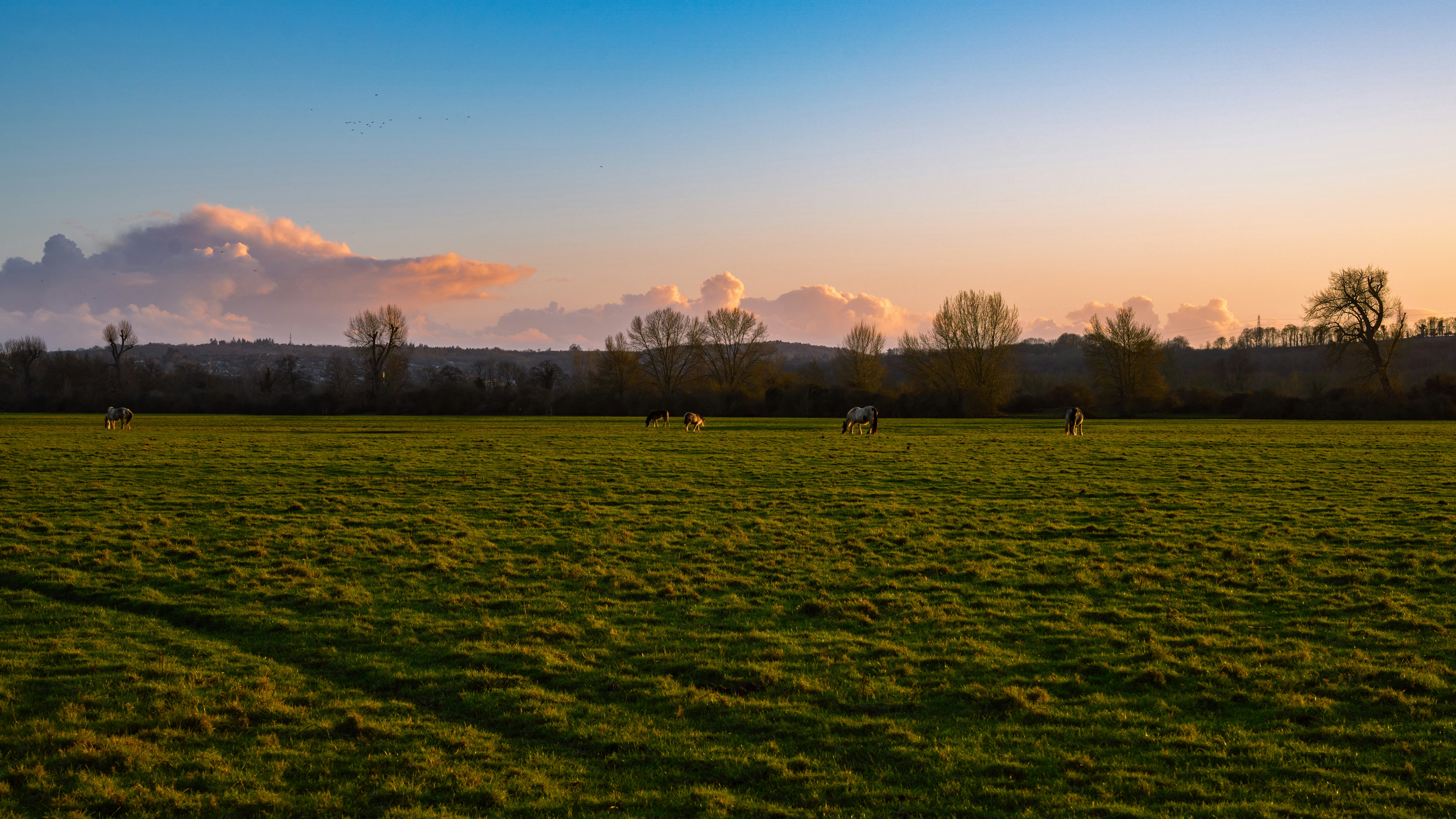 Open field with grazing sheep under a vibrant sunset sky.