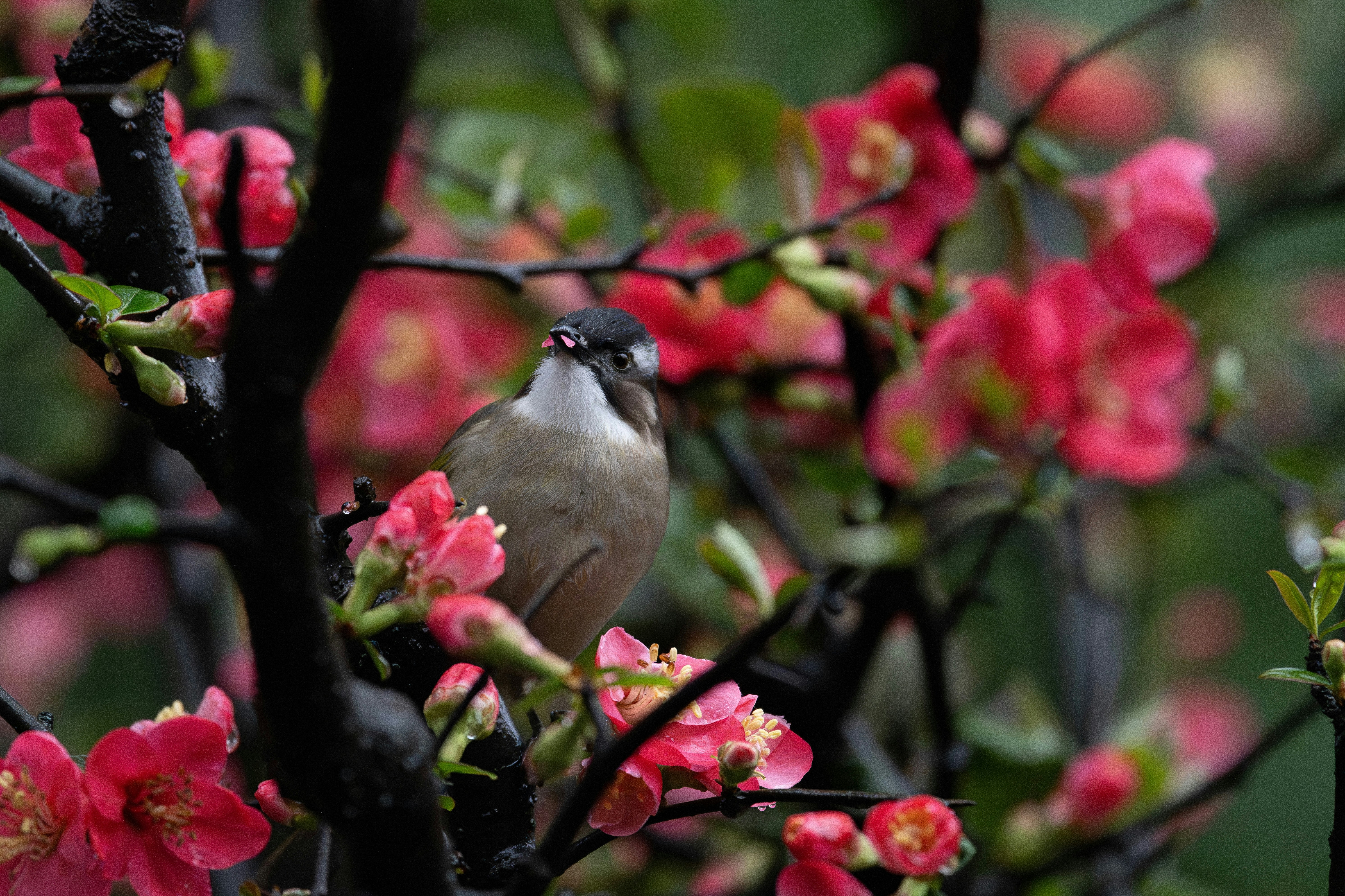 A bird is sitting on a branch of a flowering tree