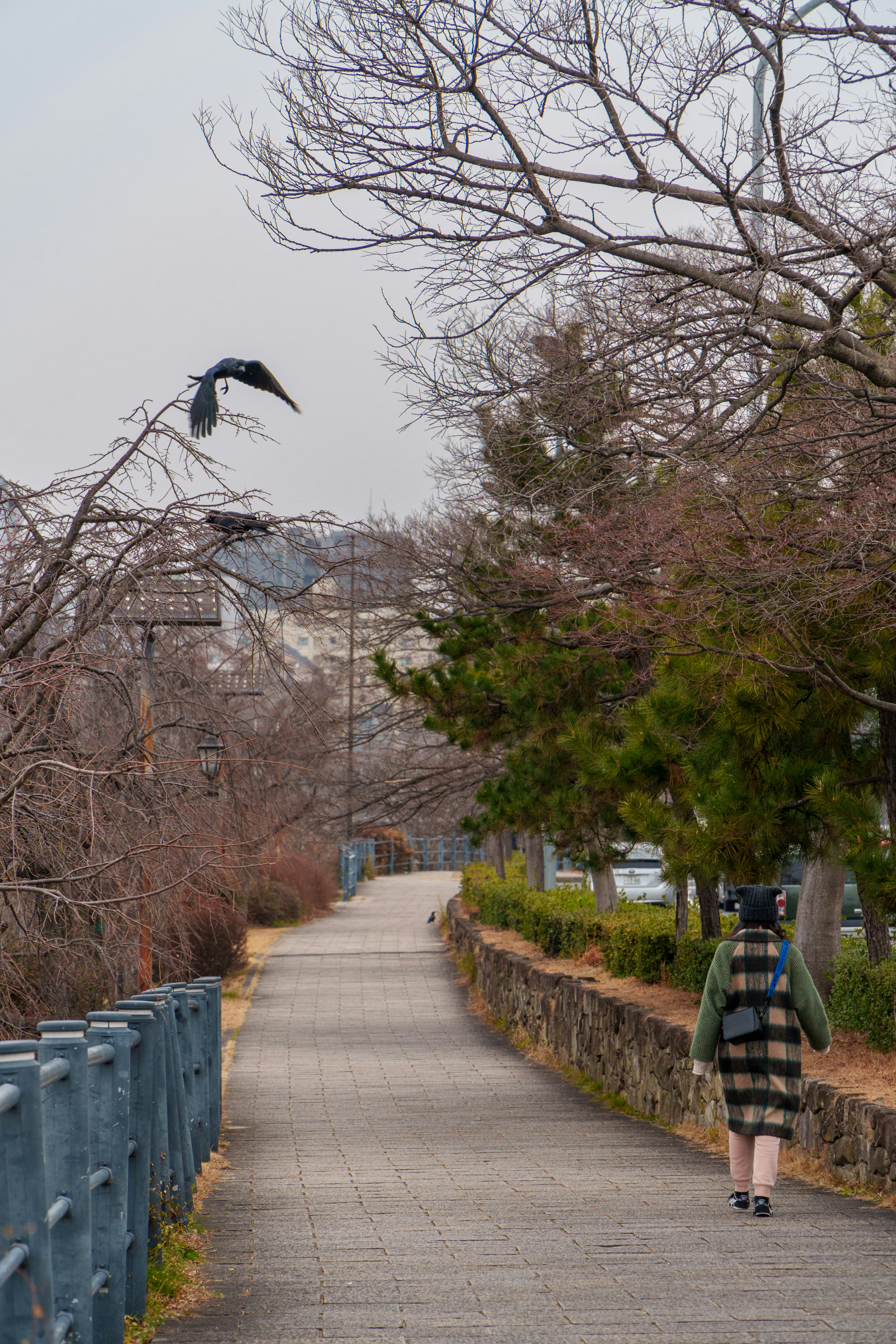 Serenity Meets Motion: A Riverside Stroll