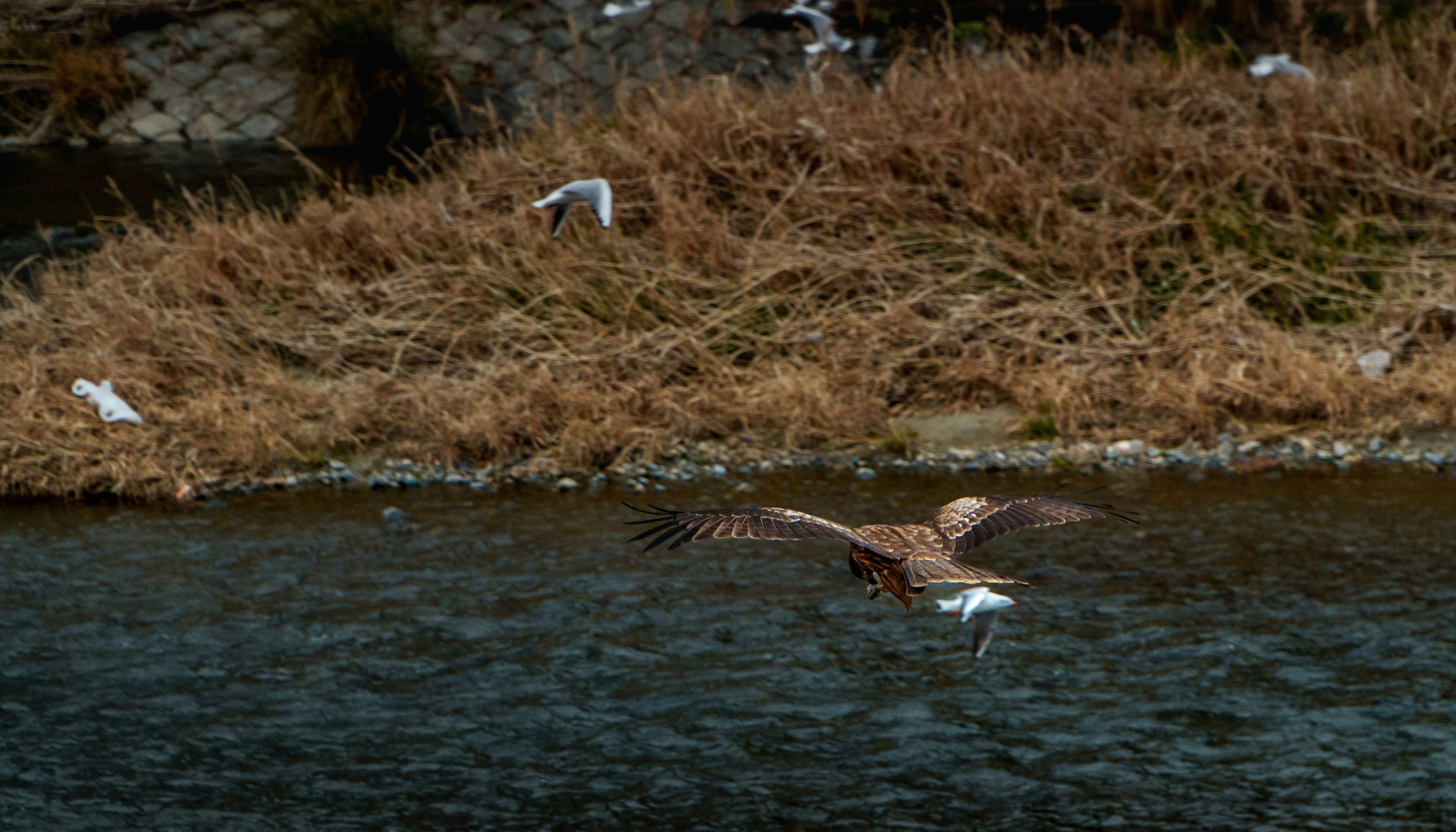 Raptor's Dance Above Kyoto Waters