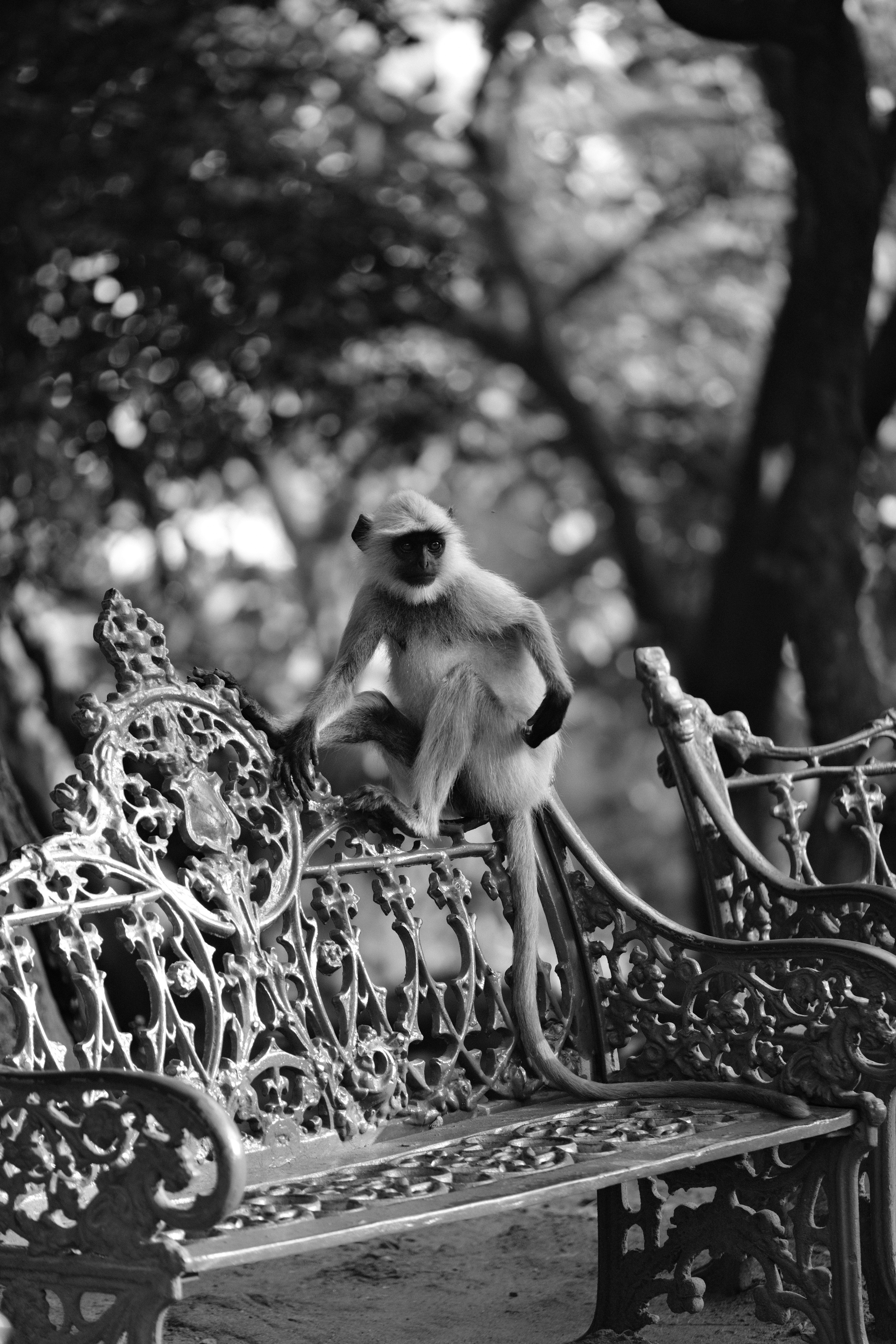 Lacework and Leaf: A Monkey Perches on the Cast-Iron Bench