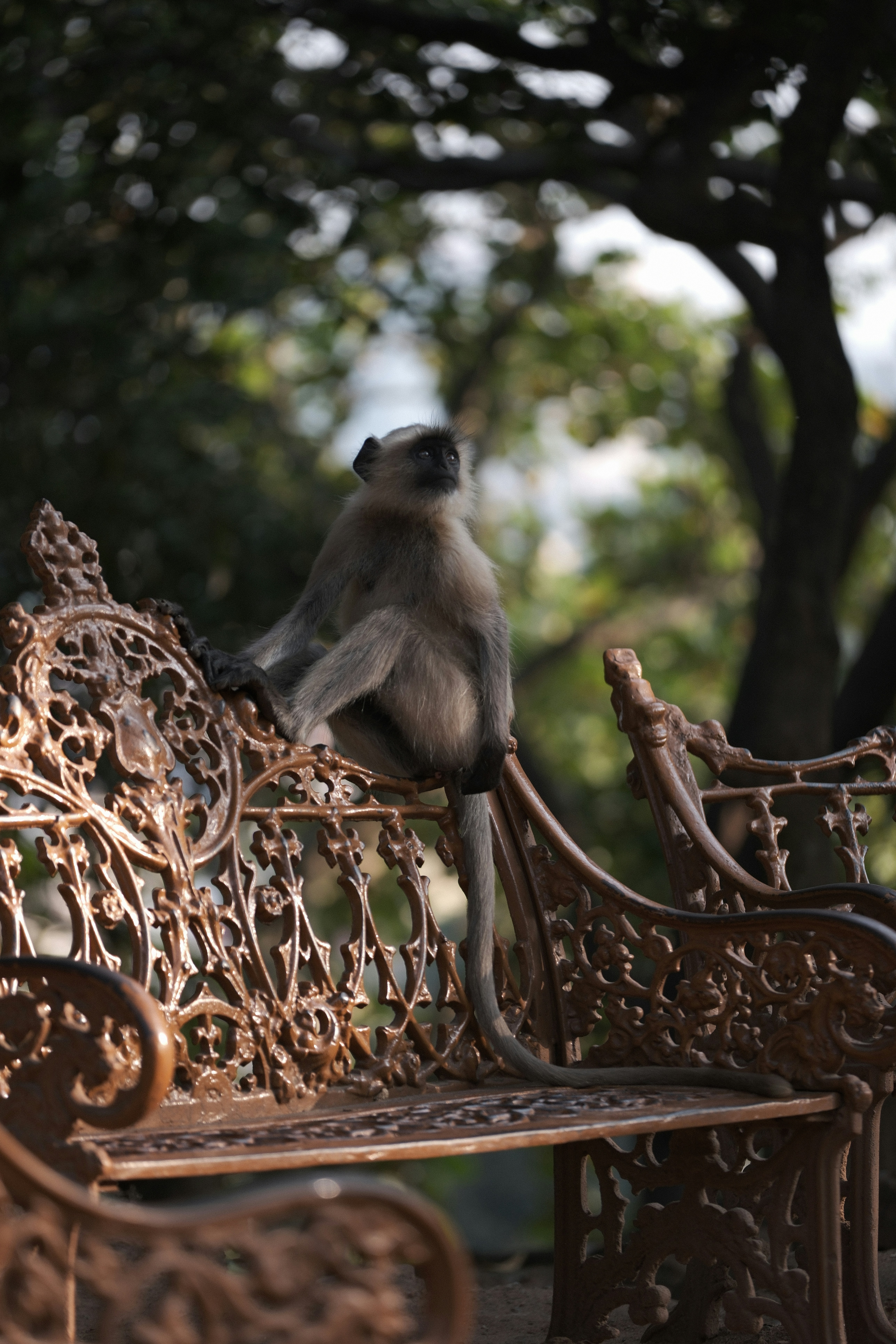 A monkey sitting on a bench in a park photo – Free ଉଦୟଗିରି ଓ ଖଣ୍ଡଗିରି ...