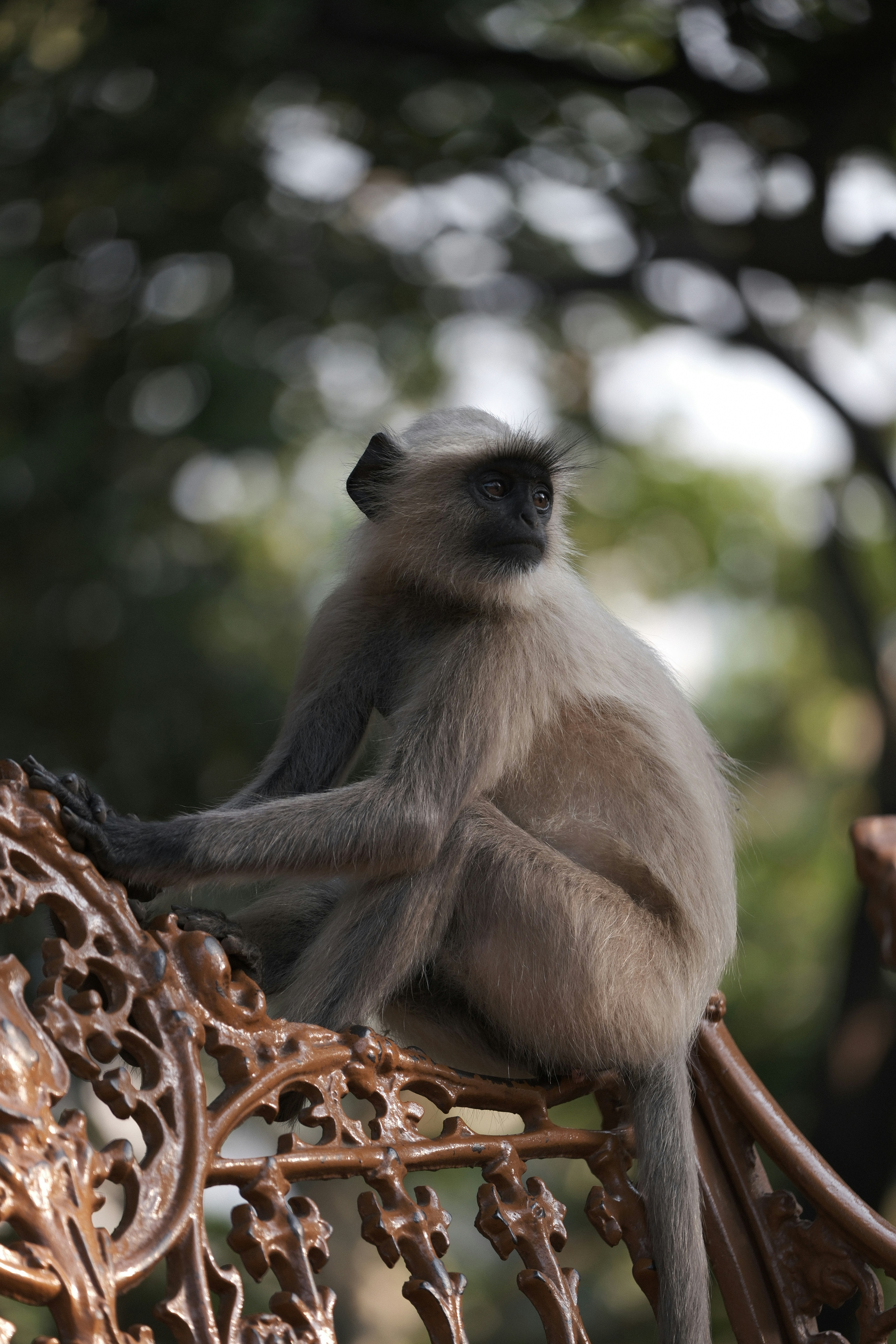 A monkey sitting on top of a metal bench photo – Free ଉଦୟଗିରି ଓ ...