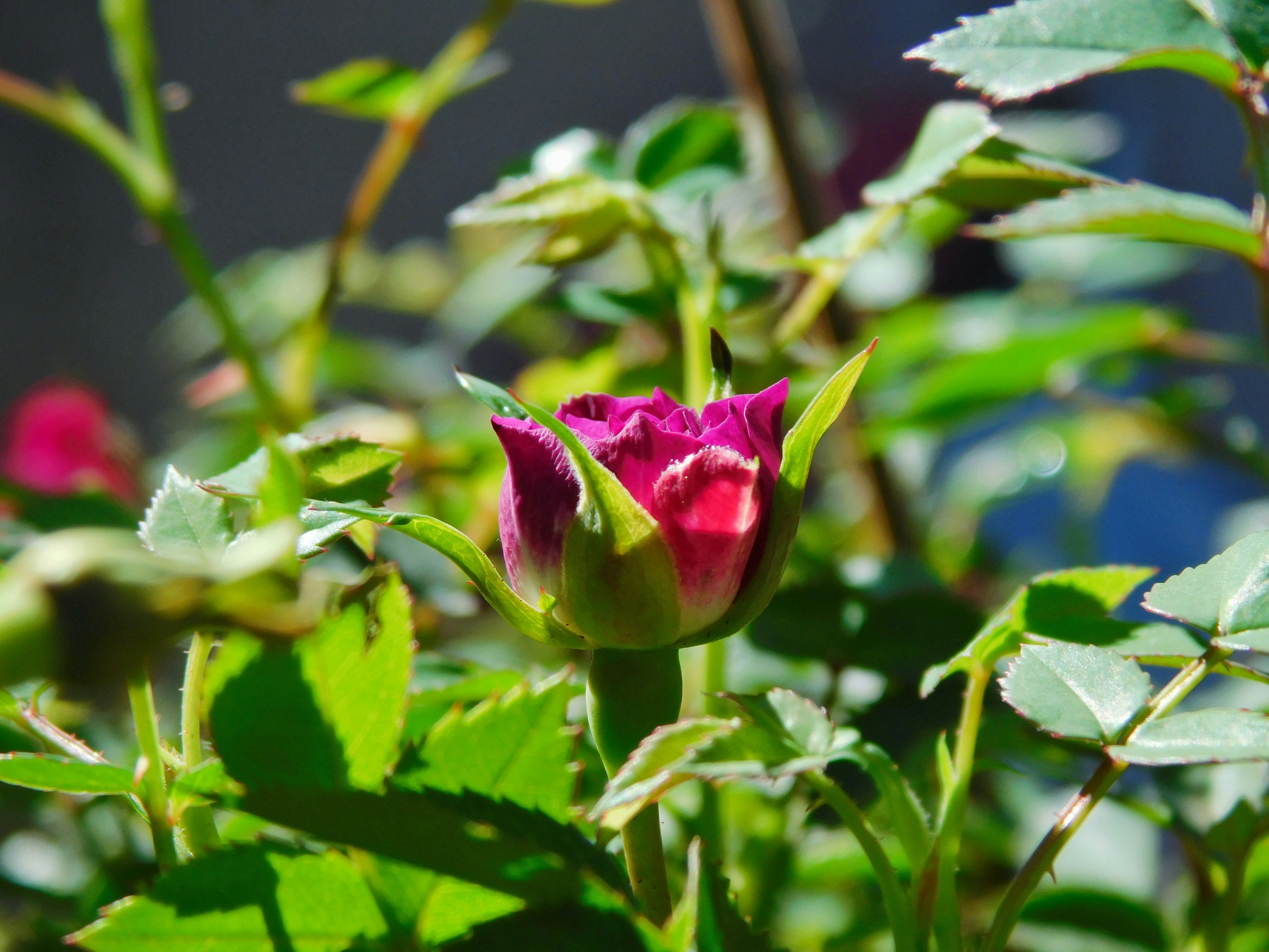 Unveiling Bud Among Verdant Leaves