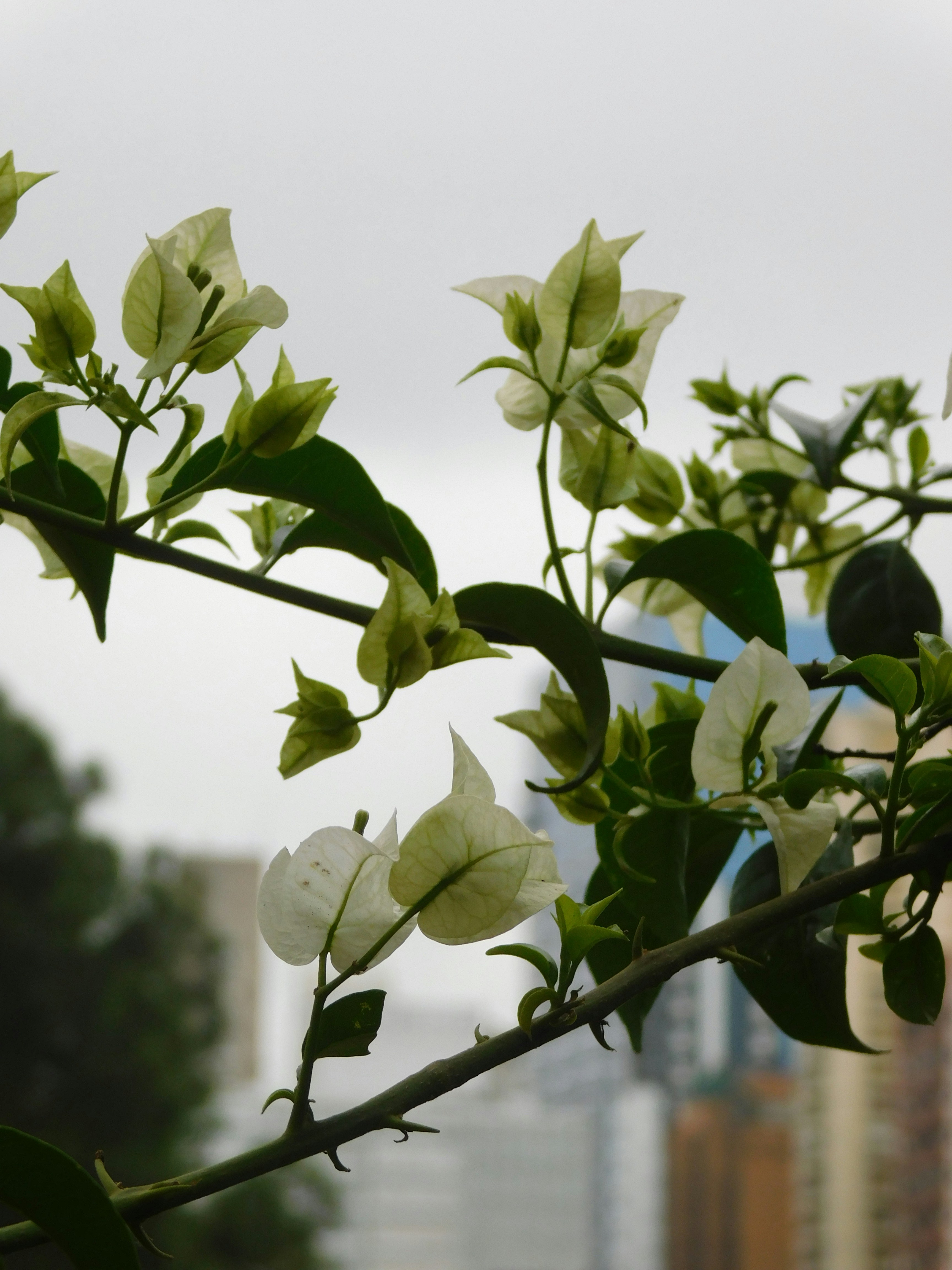 Bougainvillea's Pale Bracts Framing a Distant Cityscape