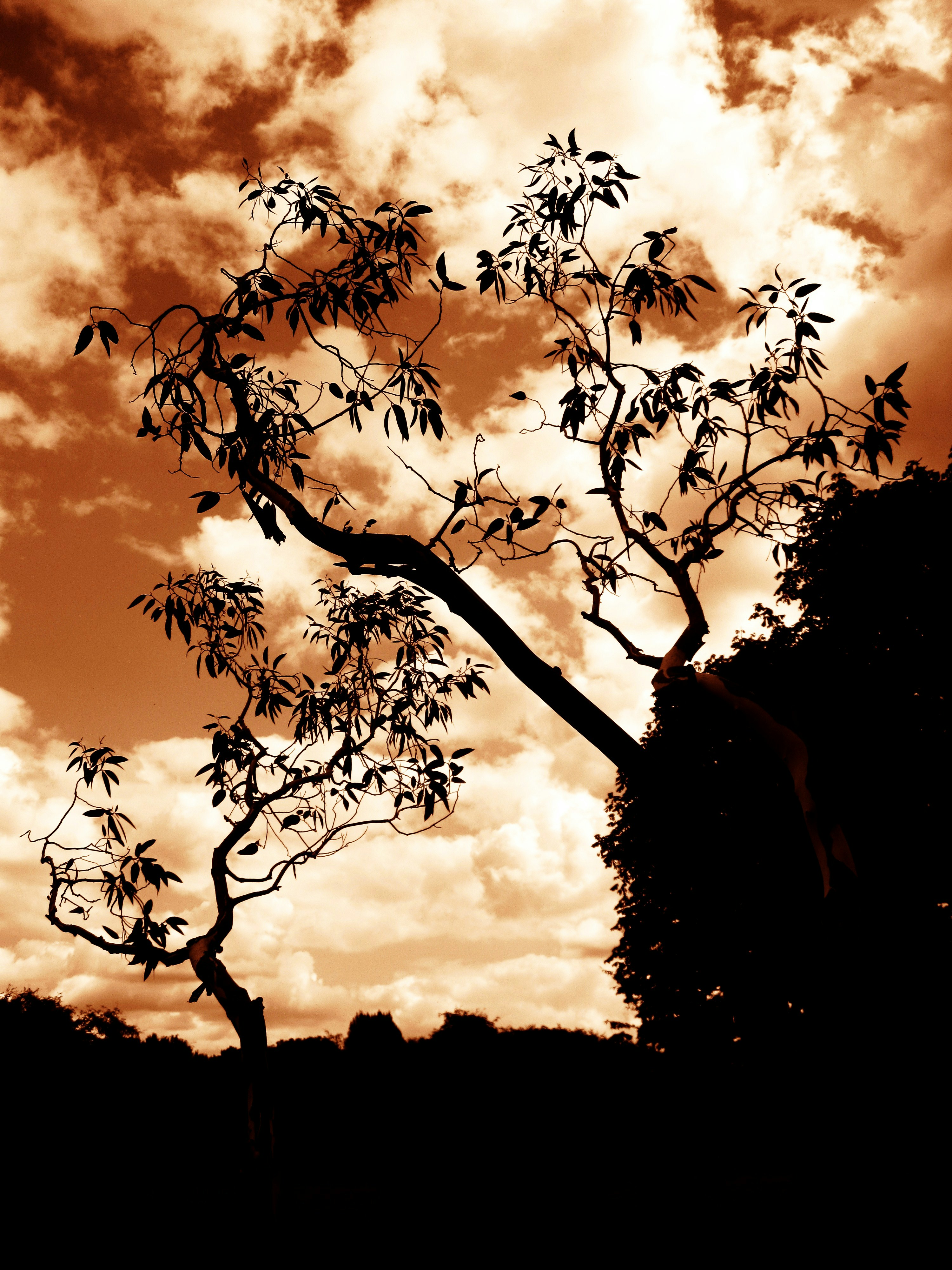 Silhouetted tree branches stretch across a copper-toned sky, creating bold negative space and dramatic contrast.