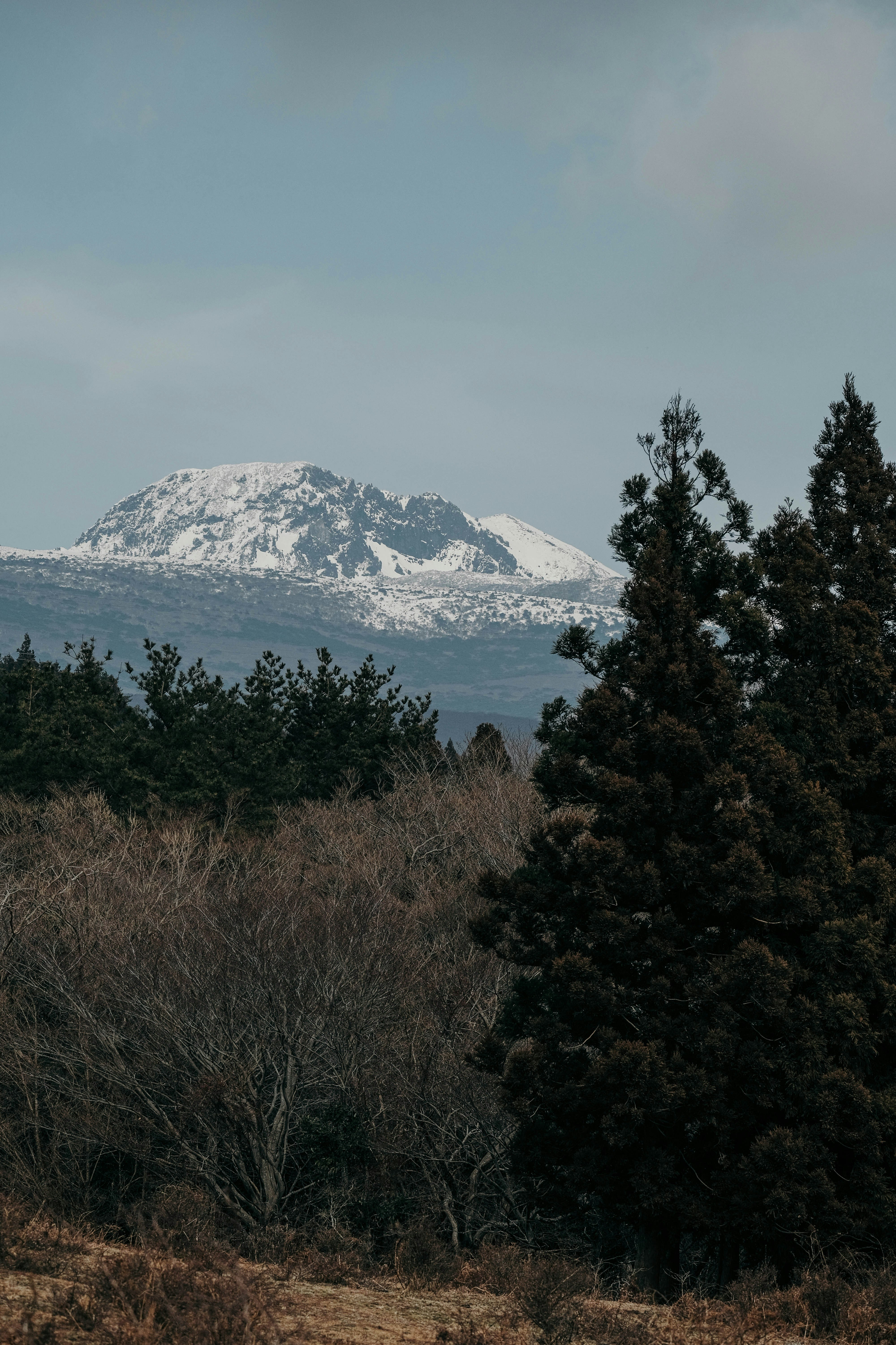 Snow-capped mountain rises above a foreground of evergreen trees and bare branches, encapsulating the serene beauty of winter landscapes.