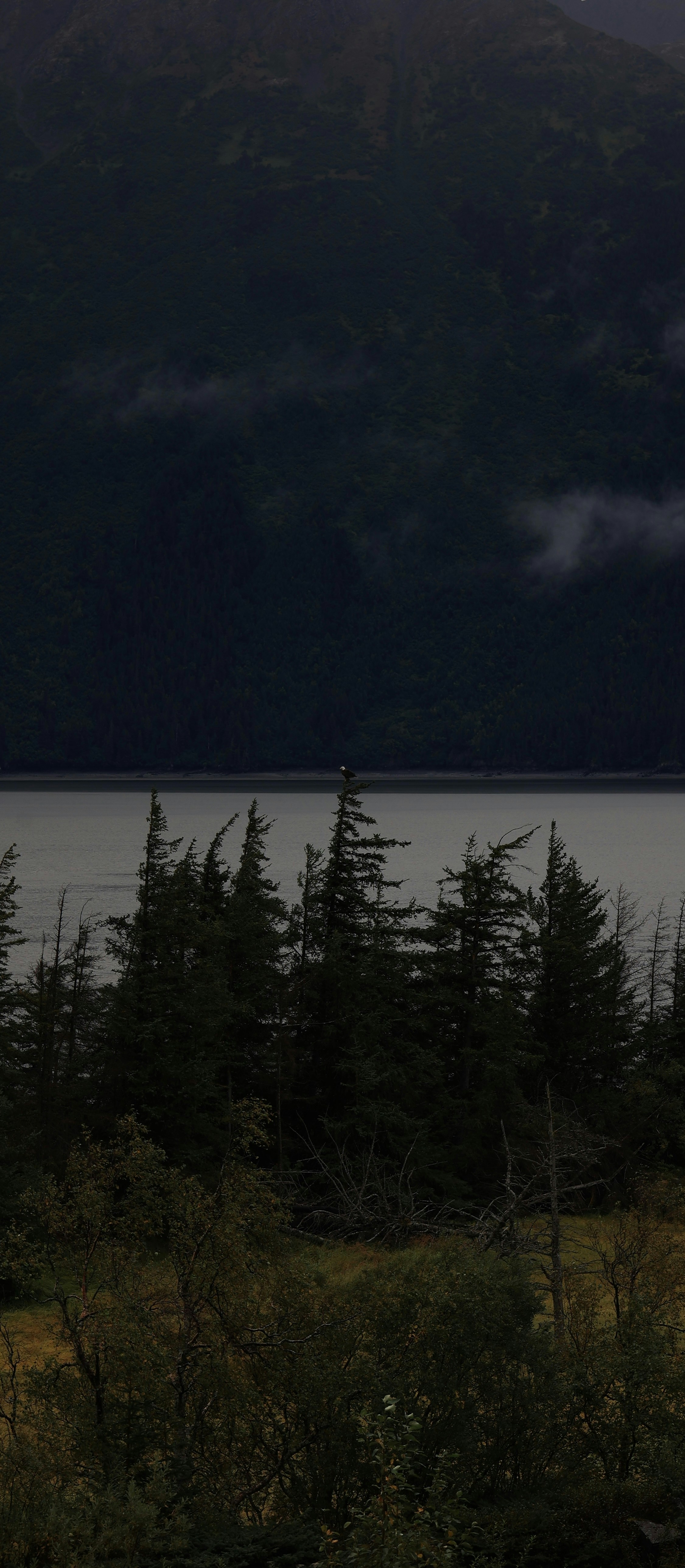 Whispers of the Wilderness: A Serene Lakeside Encounter