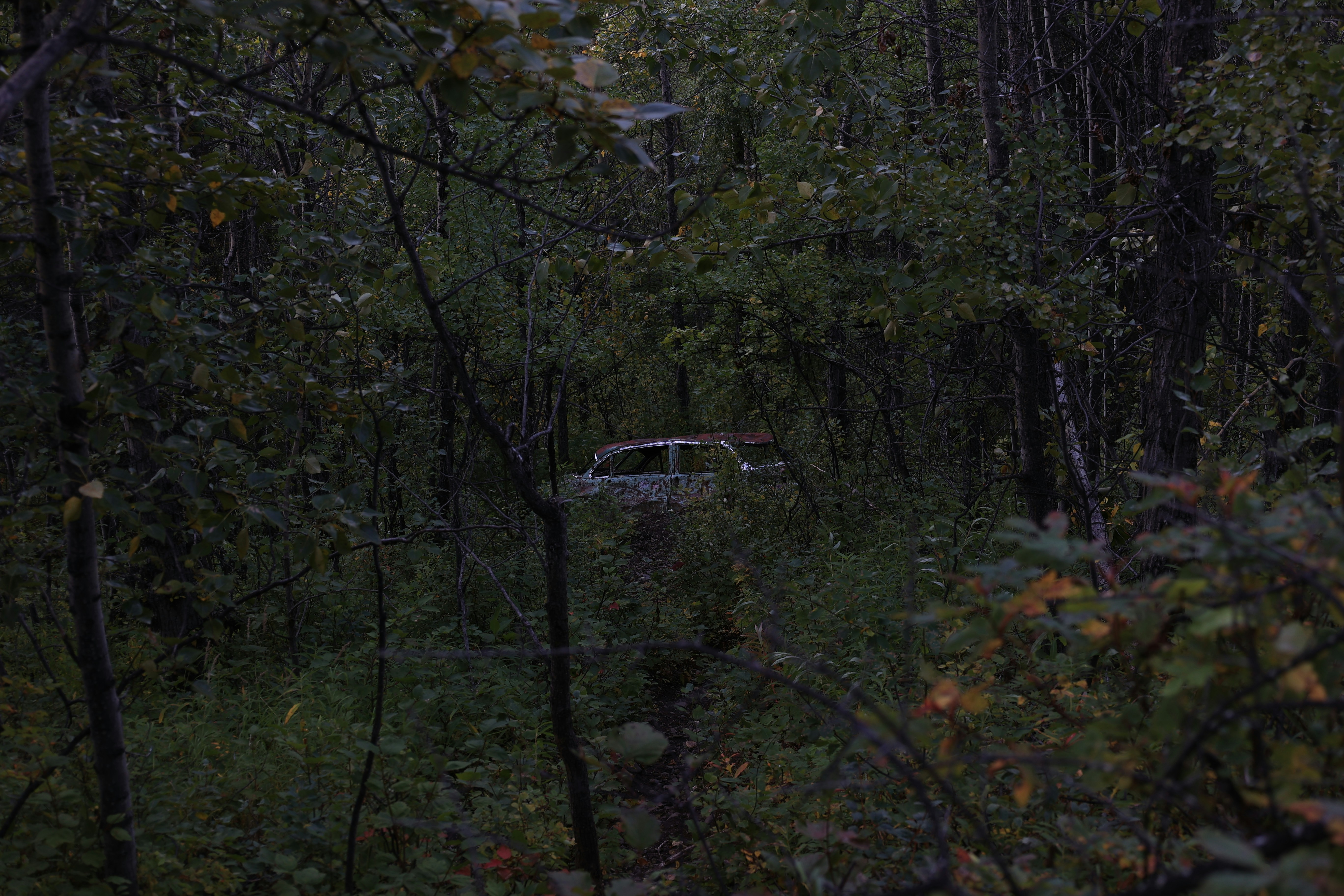 SUV partially obscured by dense forest foliage in low light.