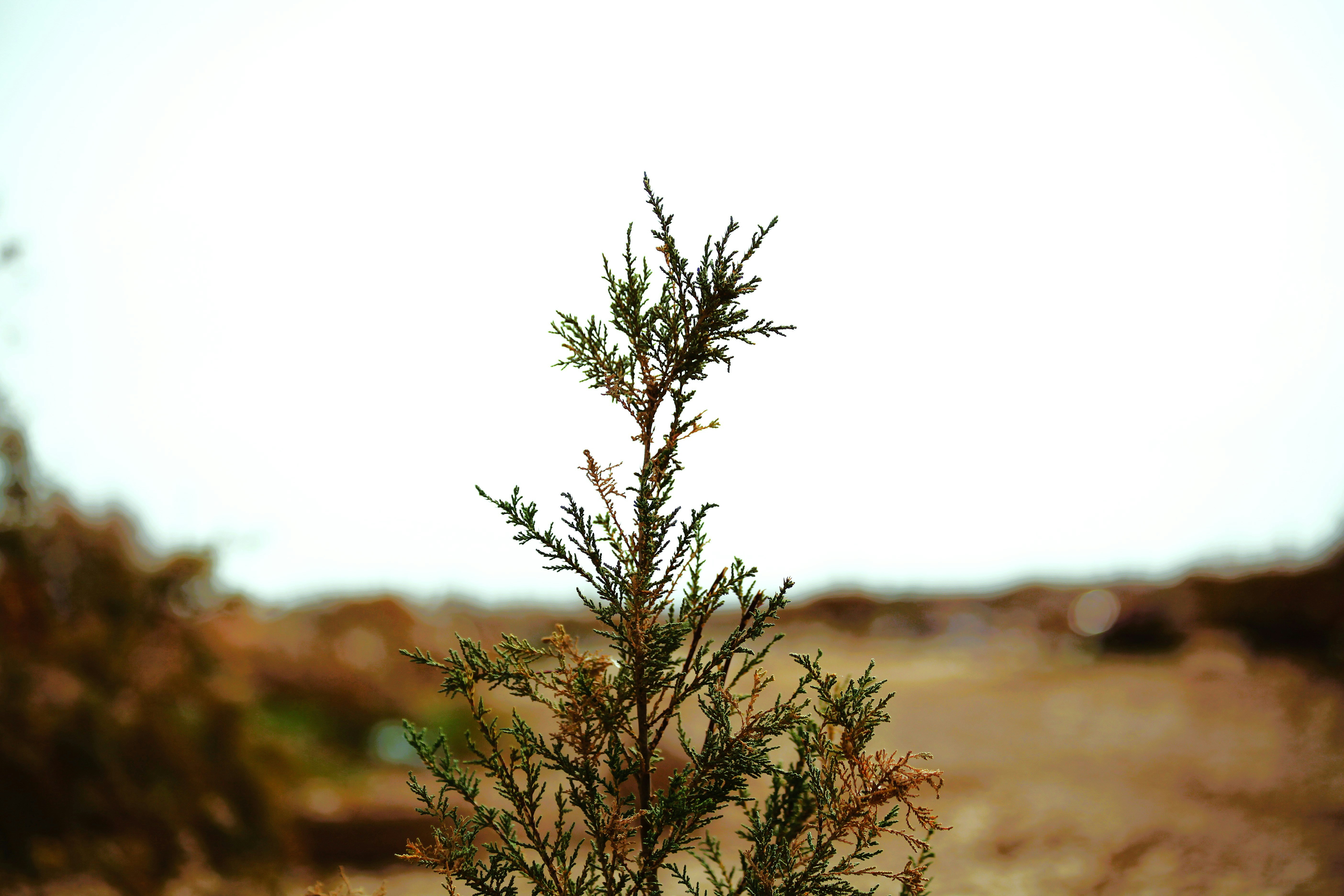 Tamarix shrub standing tall in an arid desert landscape under a bright sky.