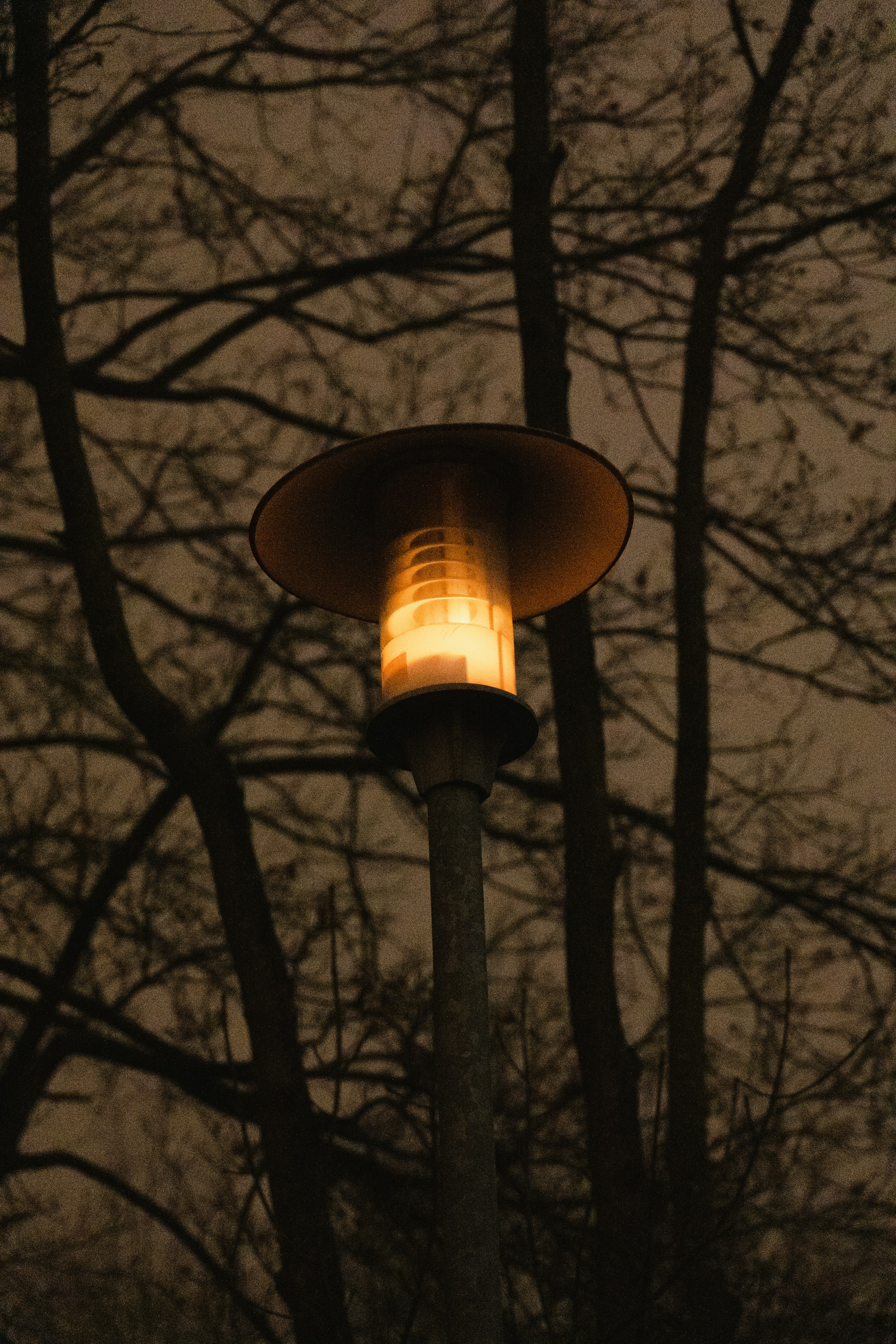 Amber Lantern Amid Shadowed Branches