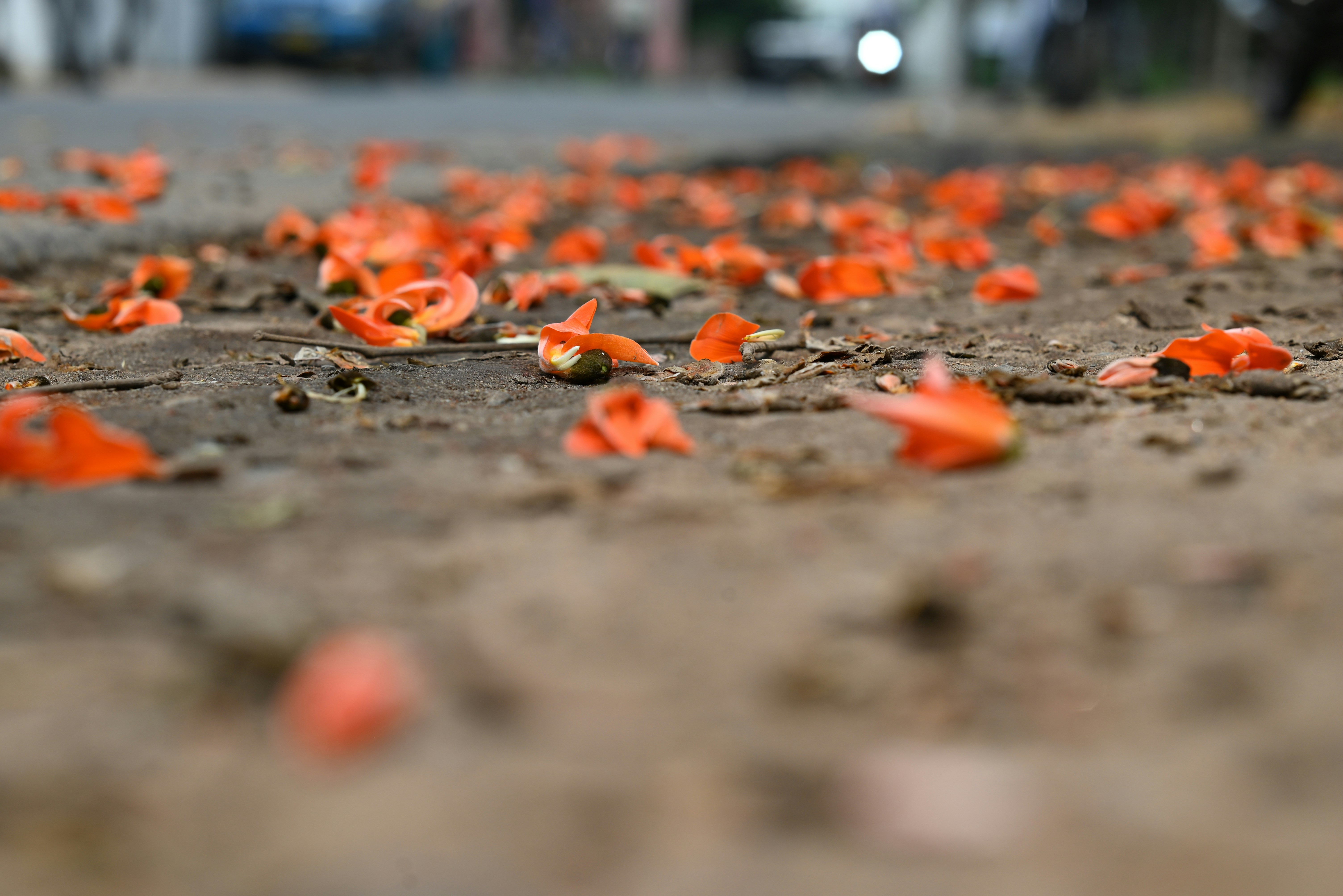 A bunch of orange flowers that are on the ground