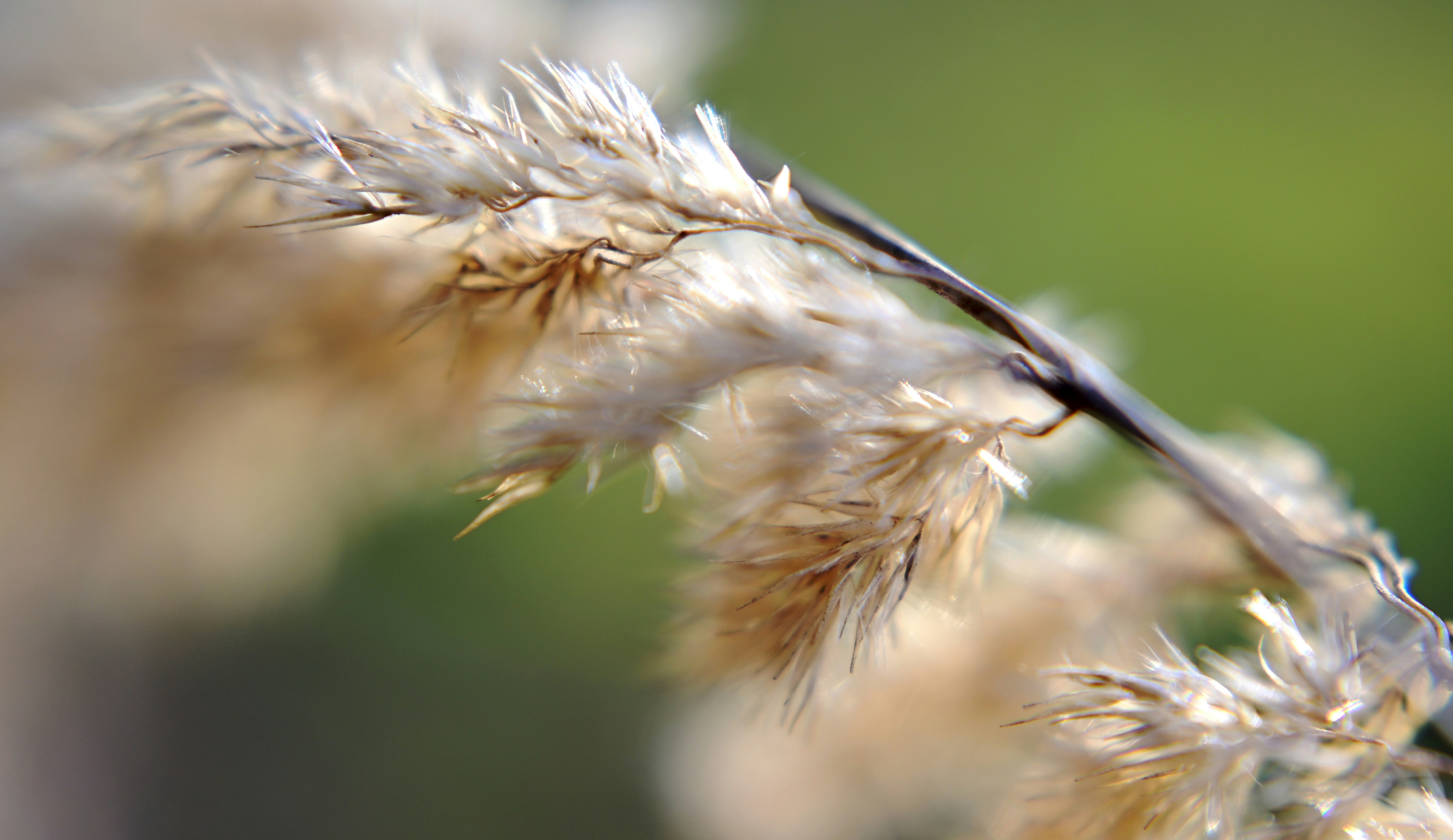 Close-up of golden wheat stalks against a blurred green background.