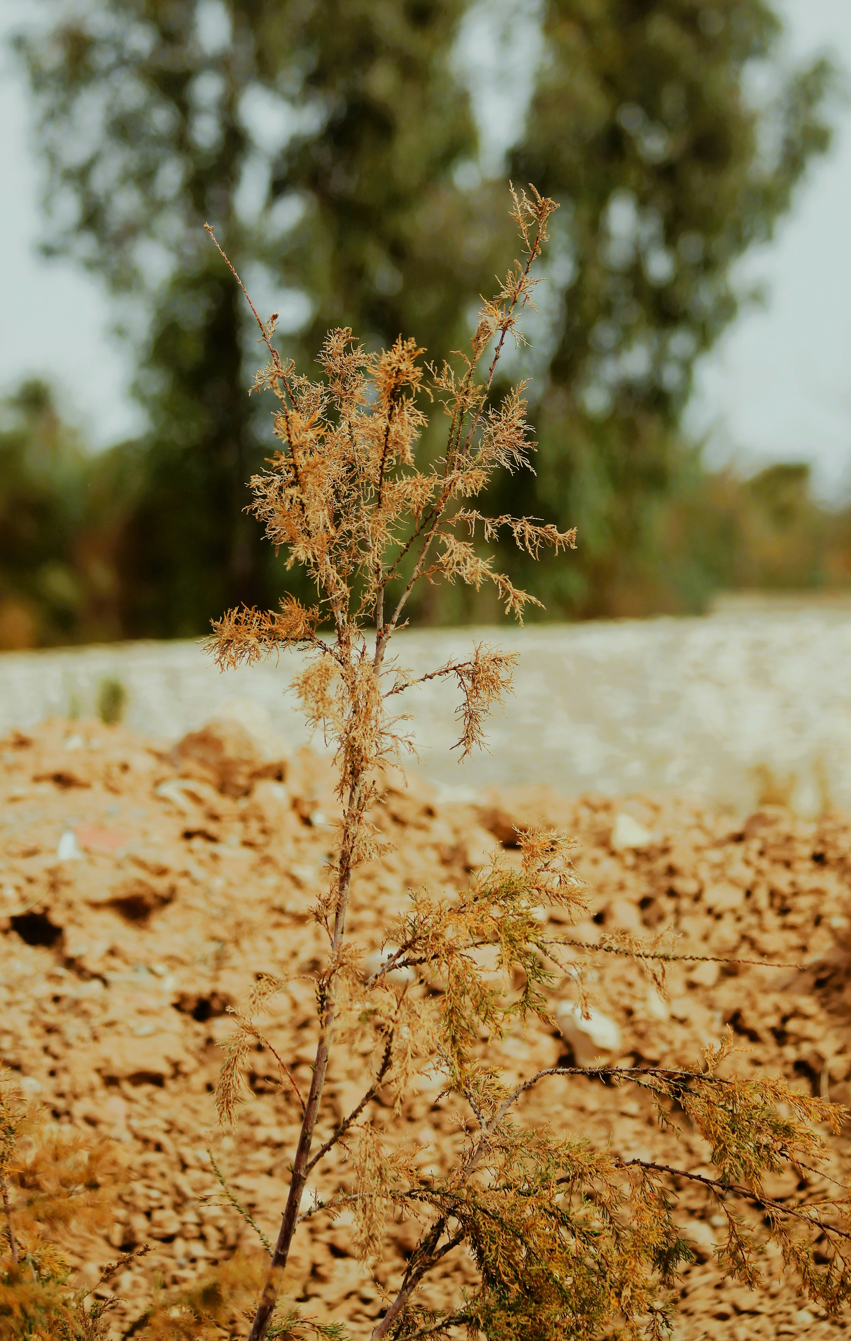 Lone Sprig in Parched Light: A Study of Cracked Earth