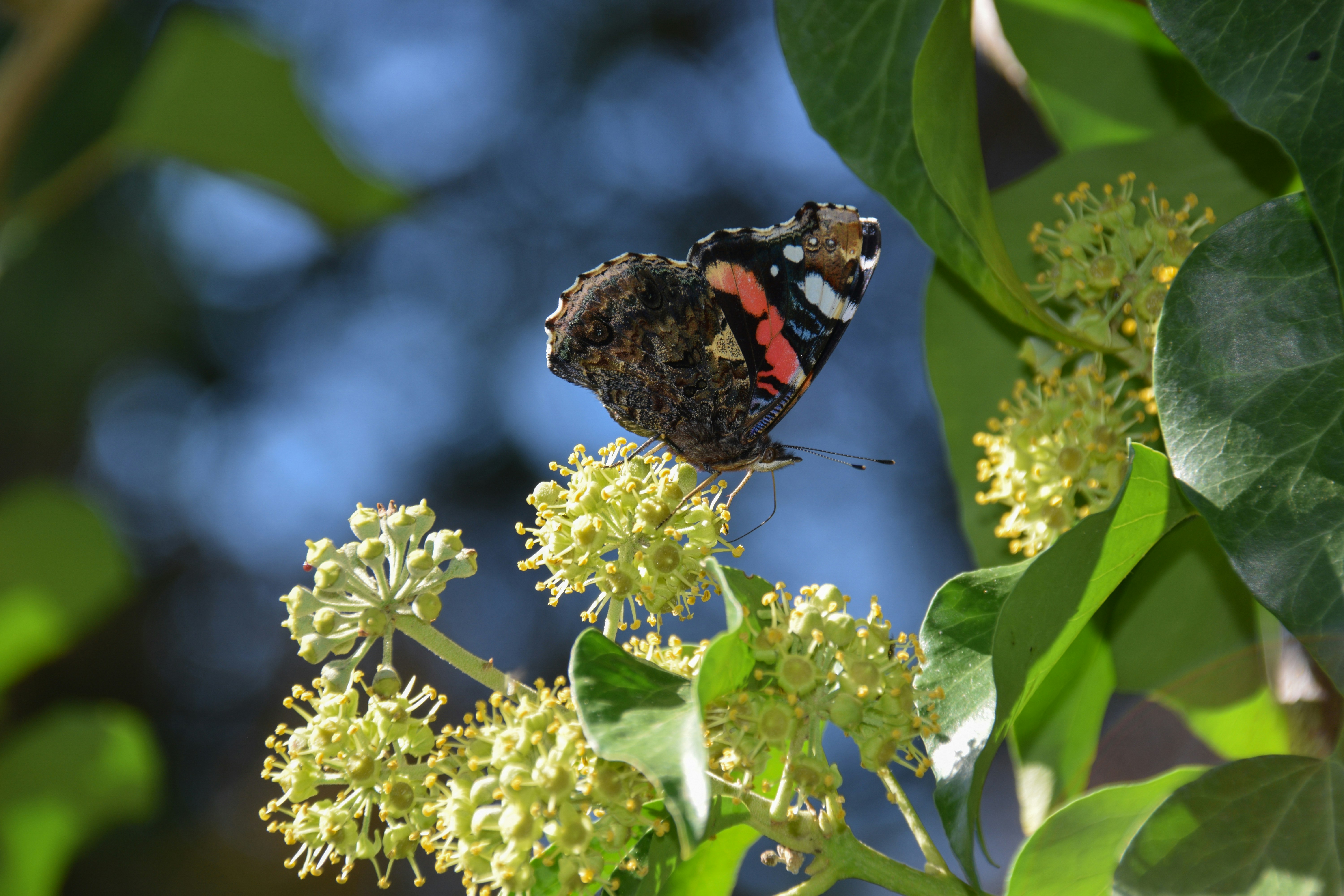 Butterfly Ballet Among Blossoms