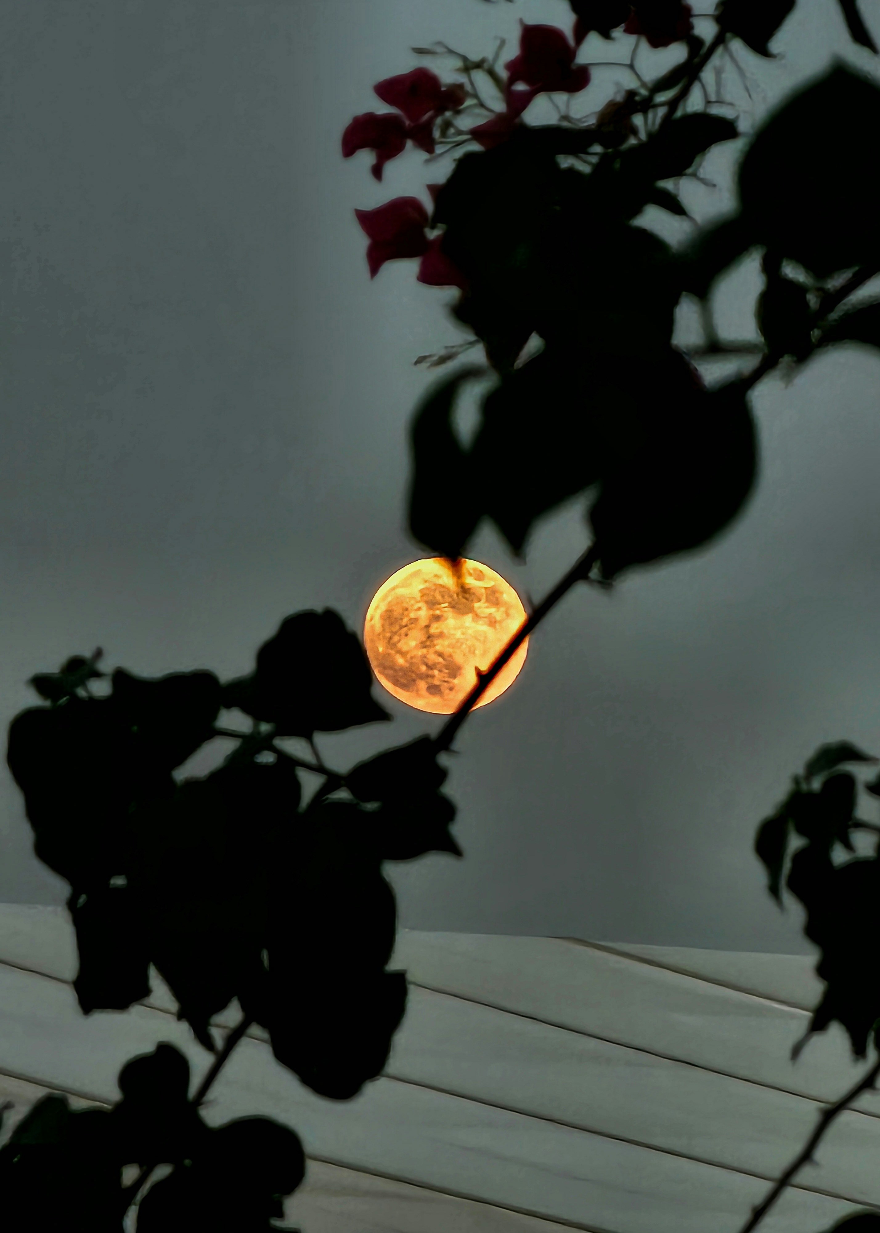 Moonrise Through Silhouetted Leaves: An Orange Orb Framed by Night Foliage
