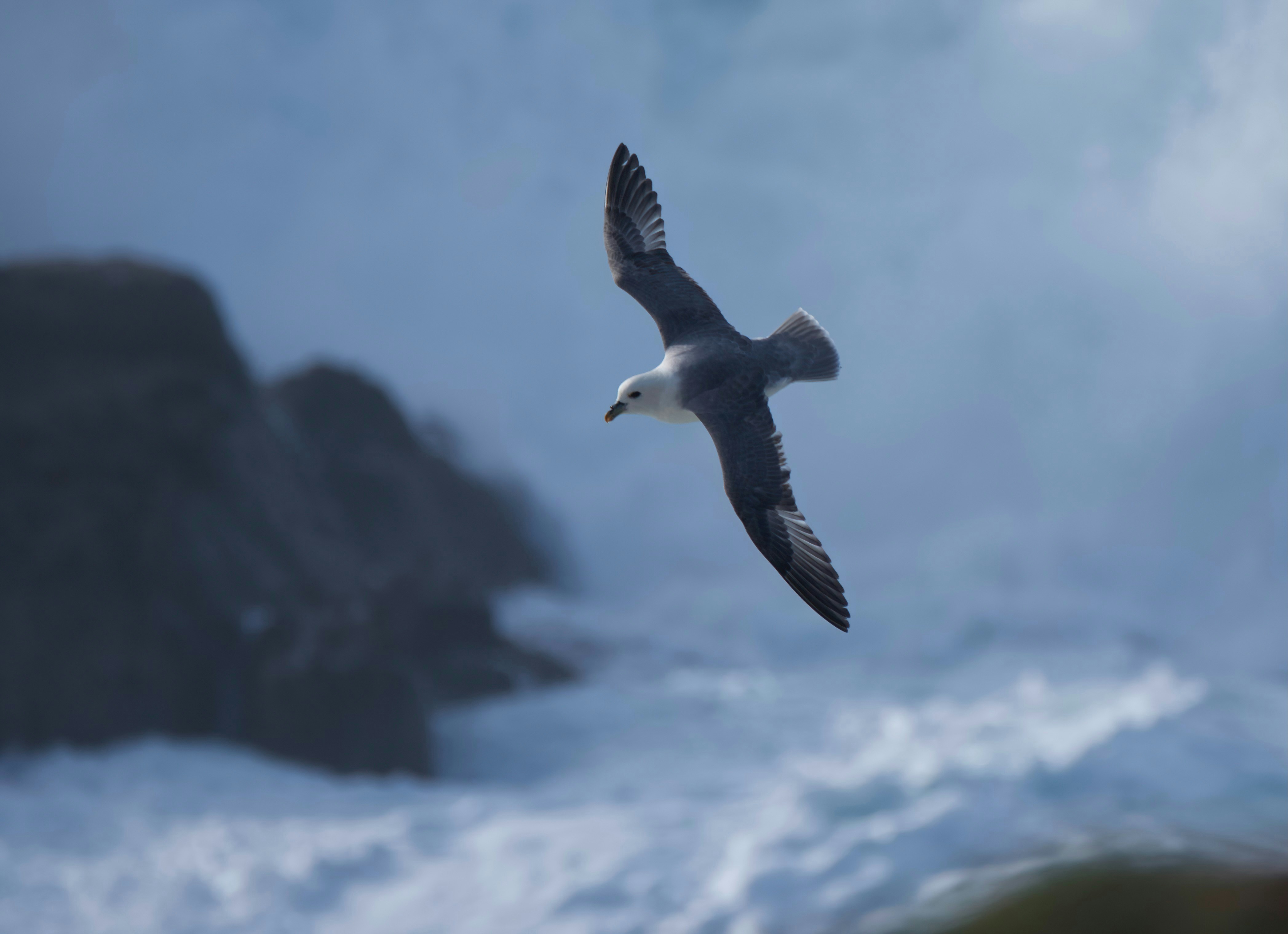 Winged Sentinel Over Blue-foam Coast