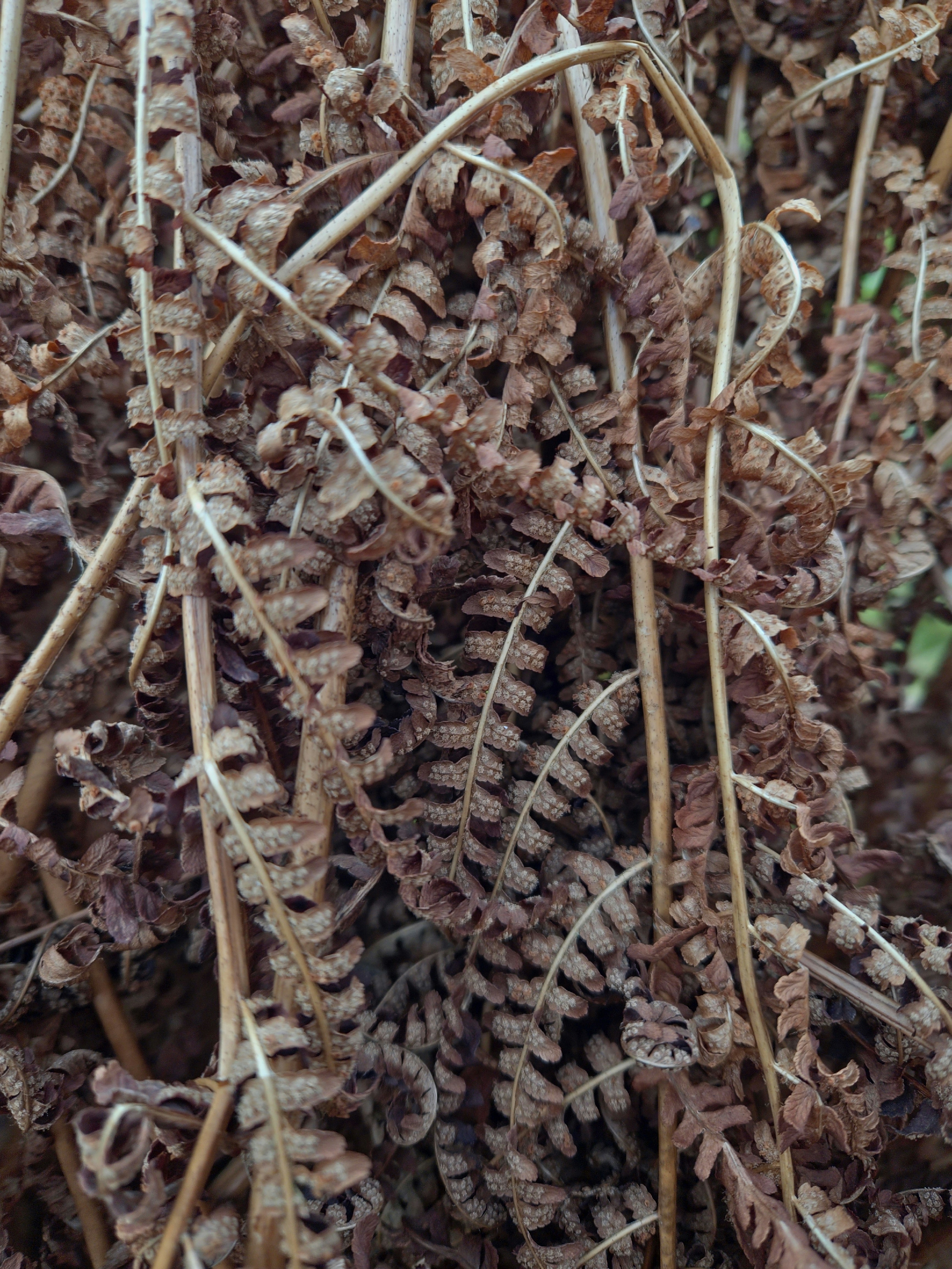 Winter's Weave: Close-Up of Dried Fern Fronds and Twisted Stems
