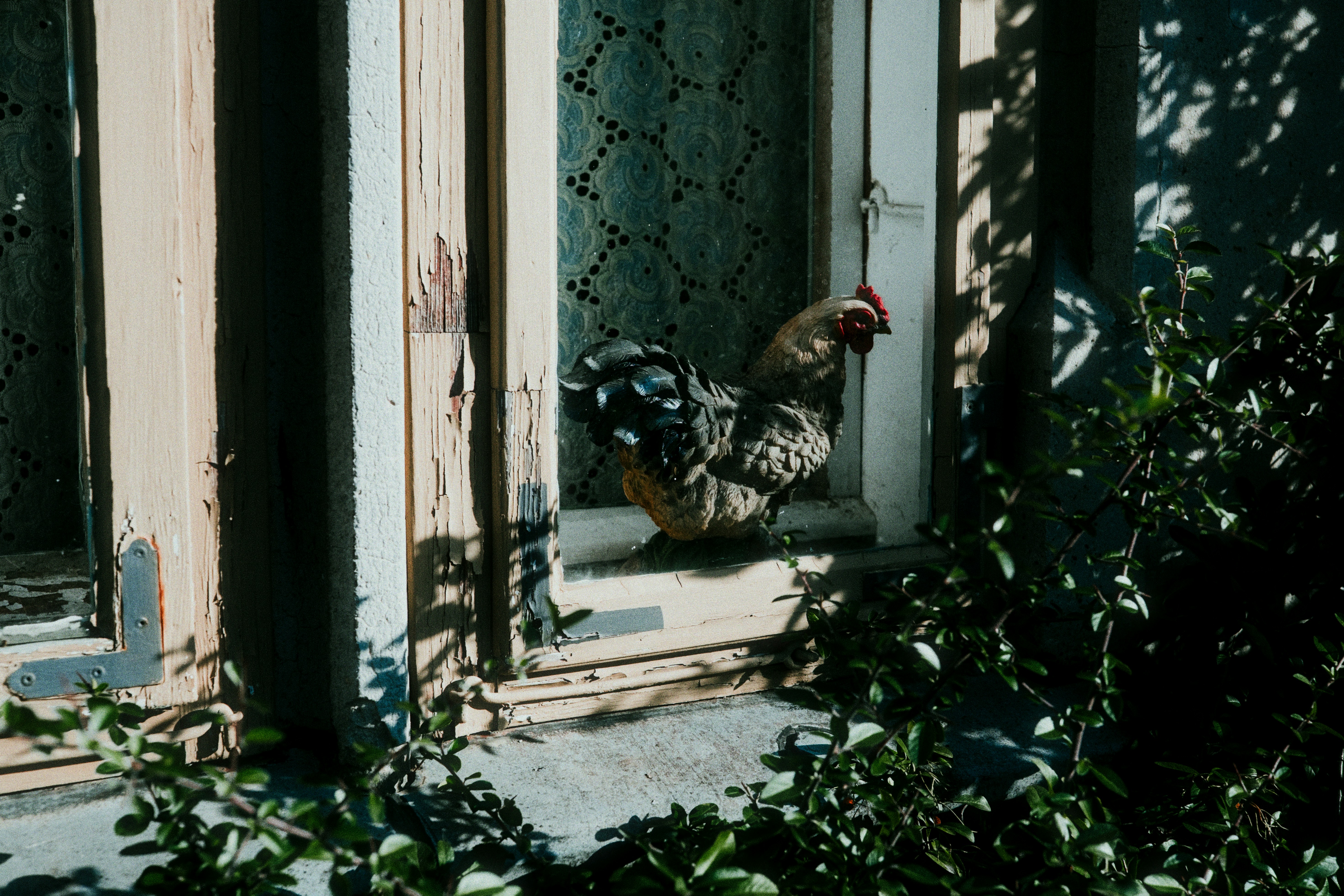 Rooster's Quiet Perch by the Window