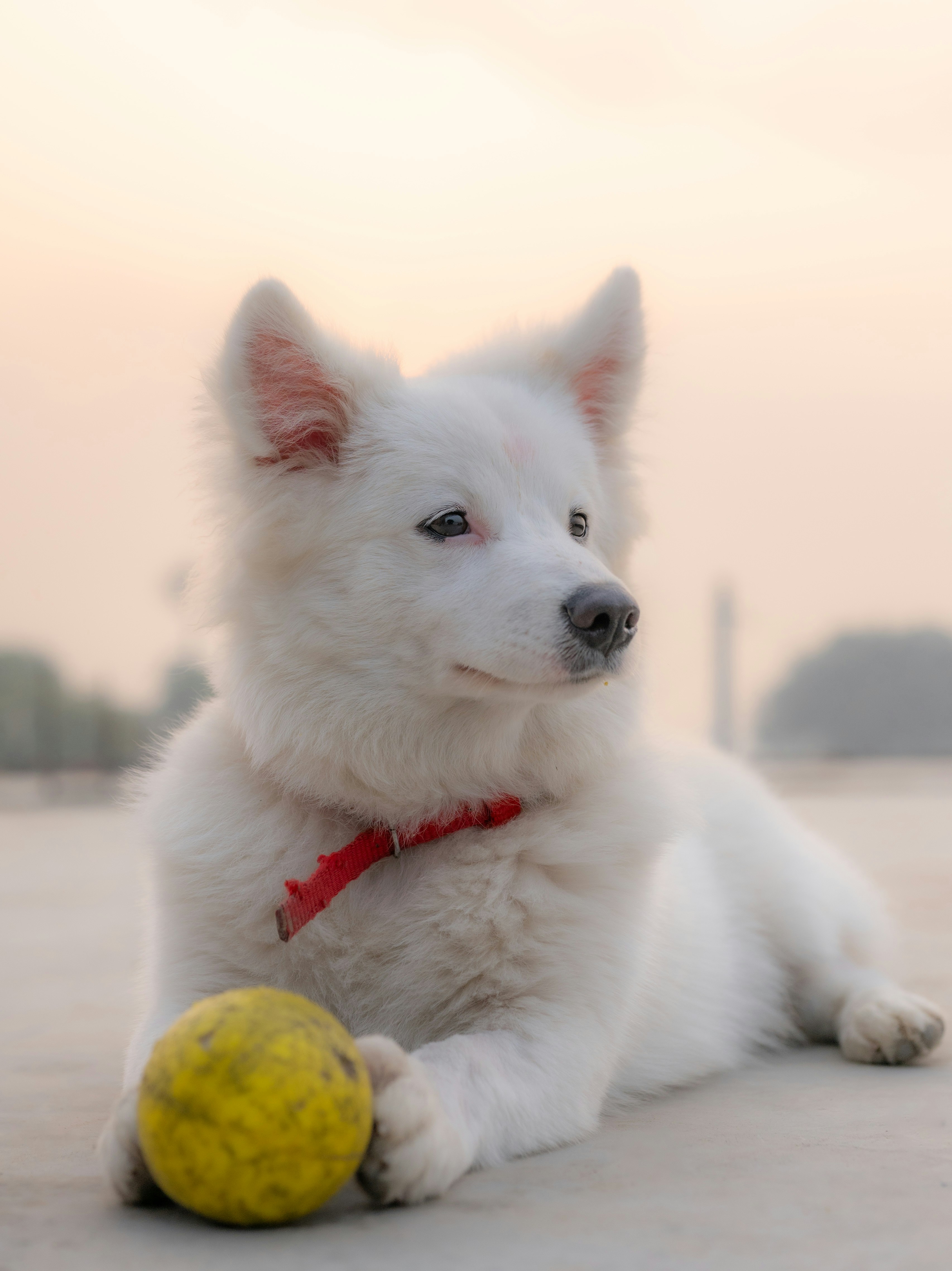 White Retriever in Soft Sunset Glow with Ball
