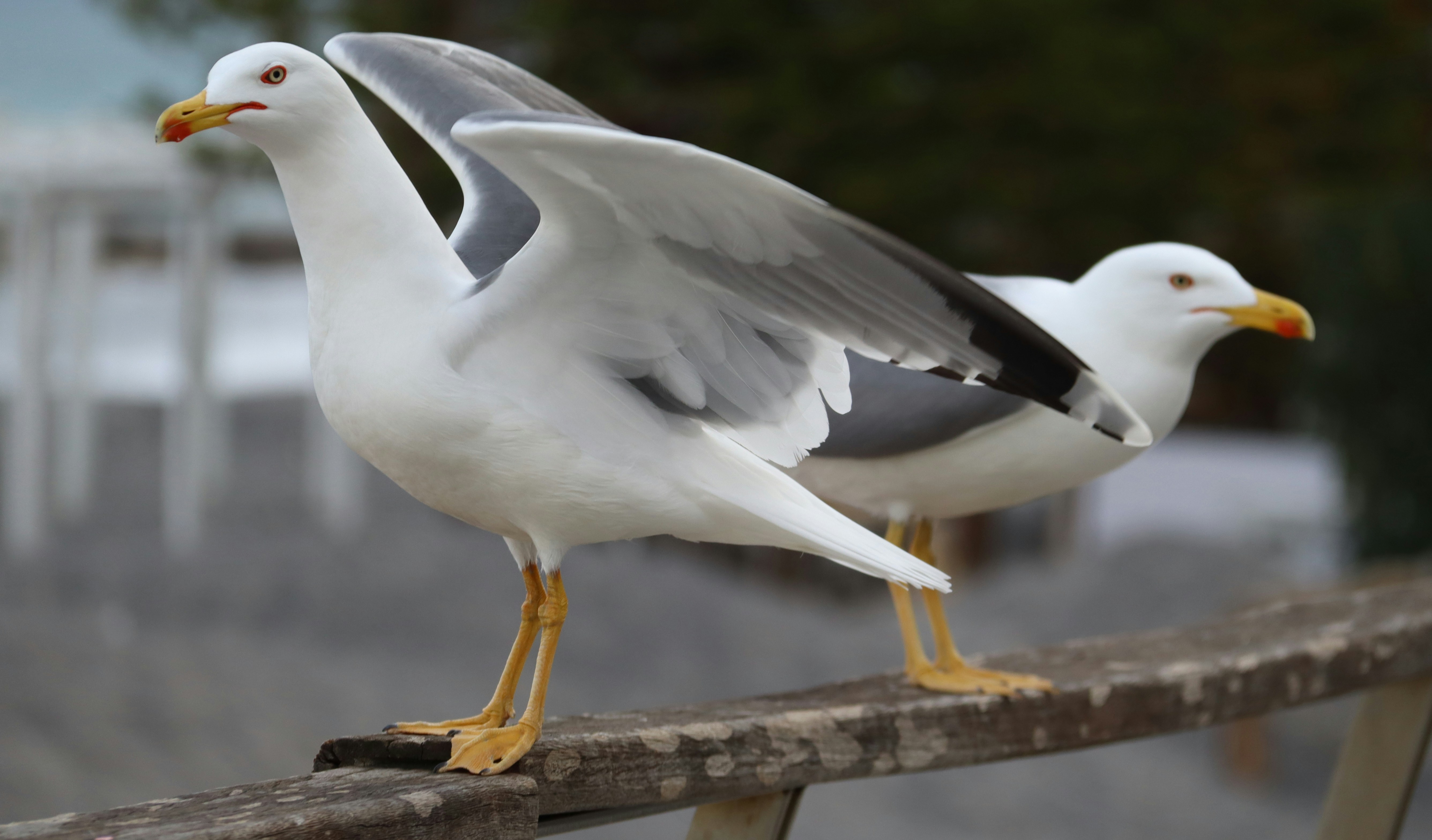 Focused Foreground Gull on a Weathered Rail, with a Second Seagull in the Background