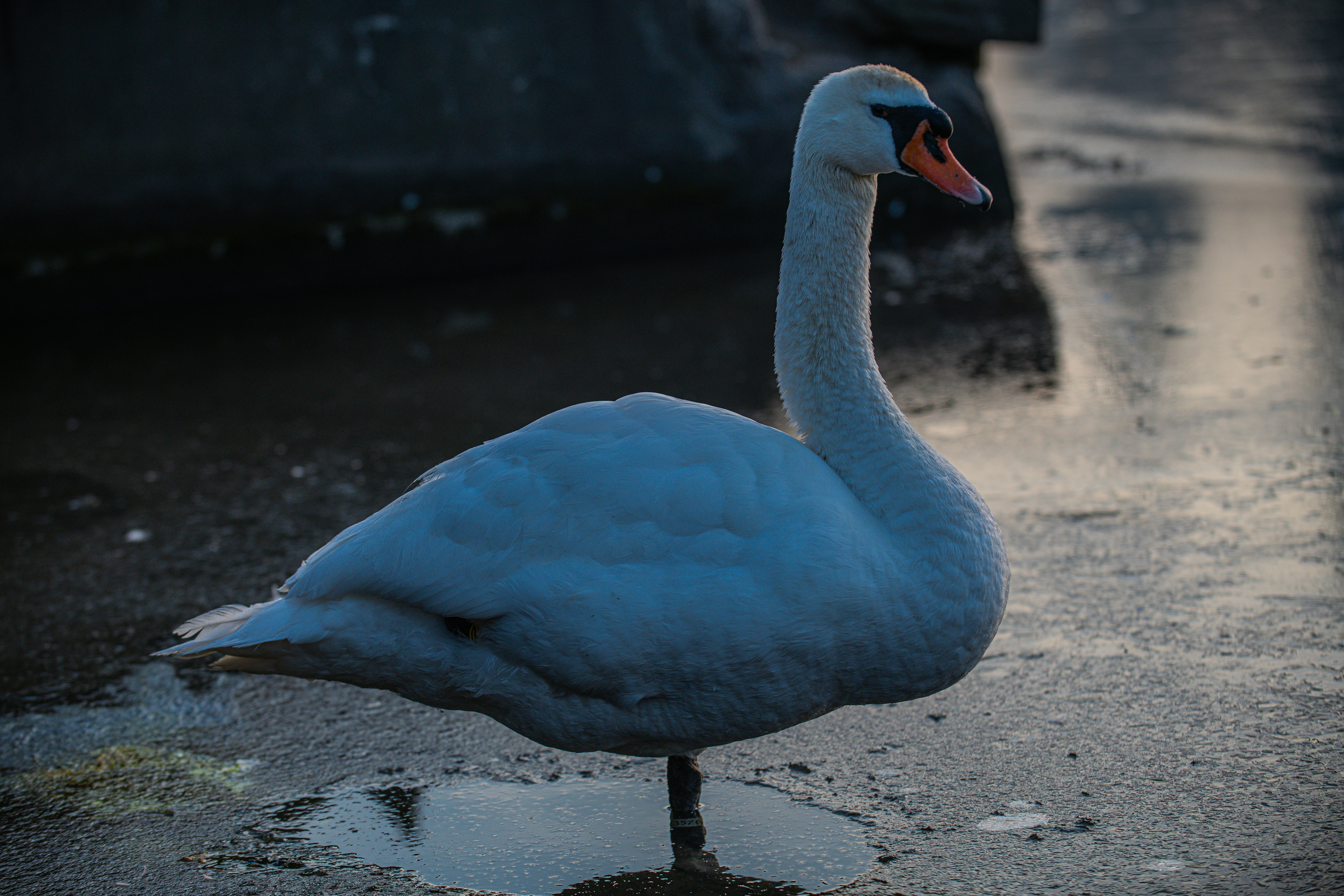 Swan at Dusk: Quiet Grace by a Shadowed Quay