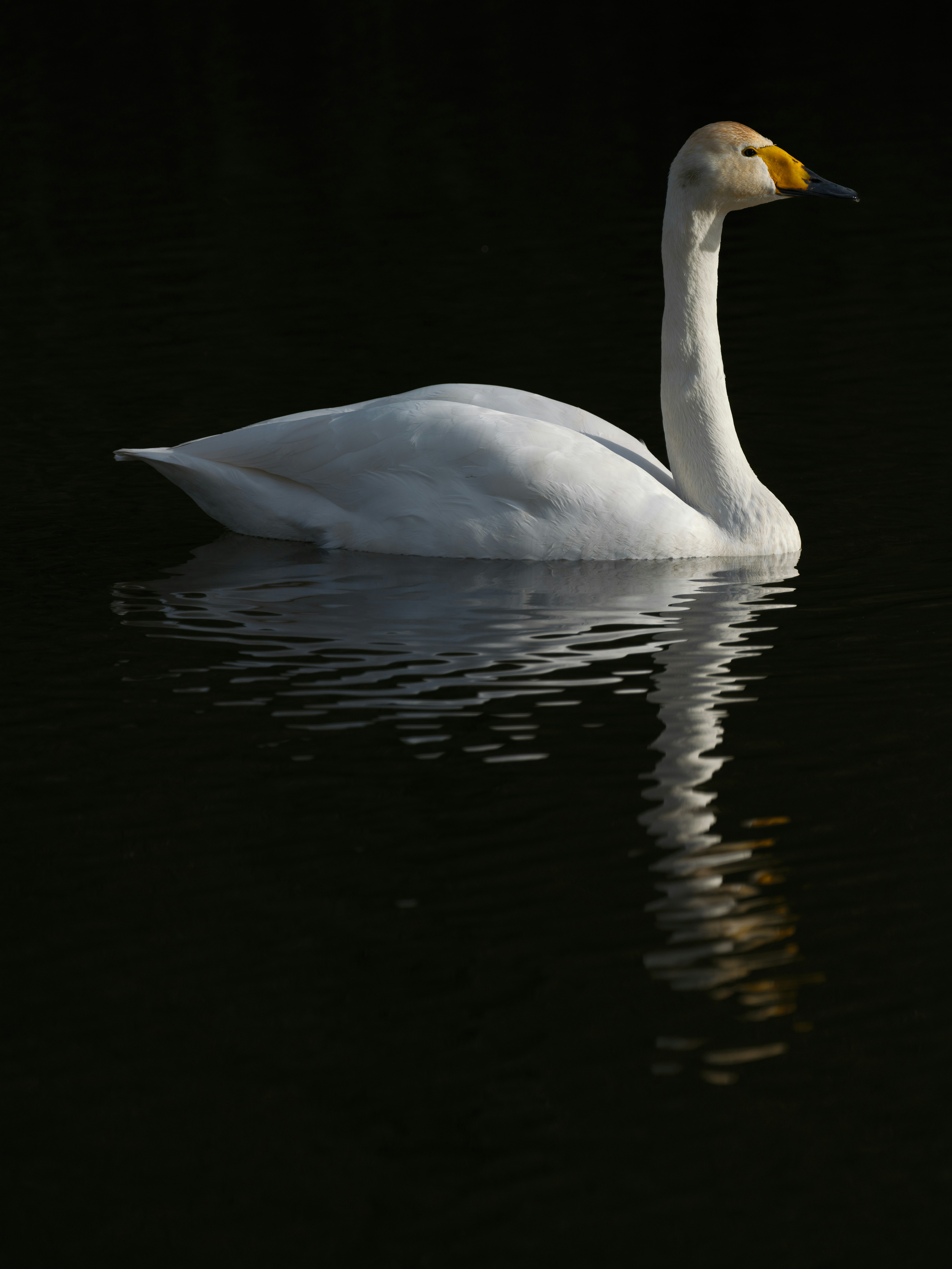 Midnight Lake Swan: White Silhouette on Quiet Water