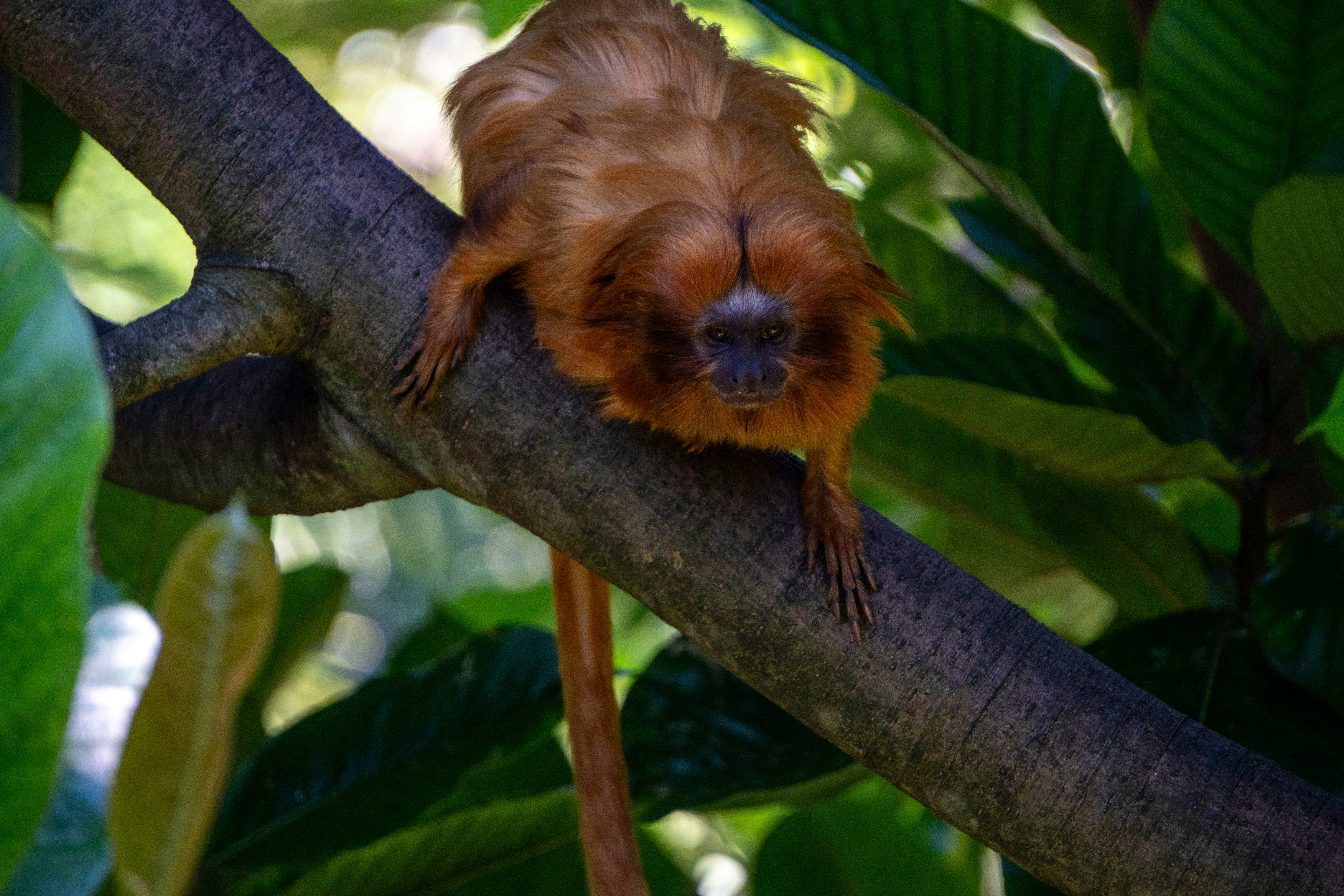 A small brown animal sleeping on a tree branch photo – Free Auckland ...