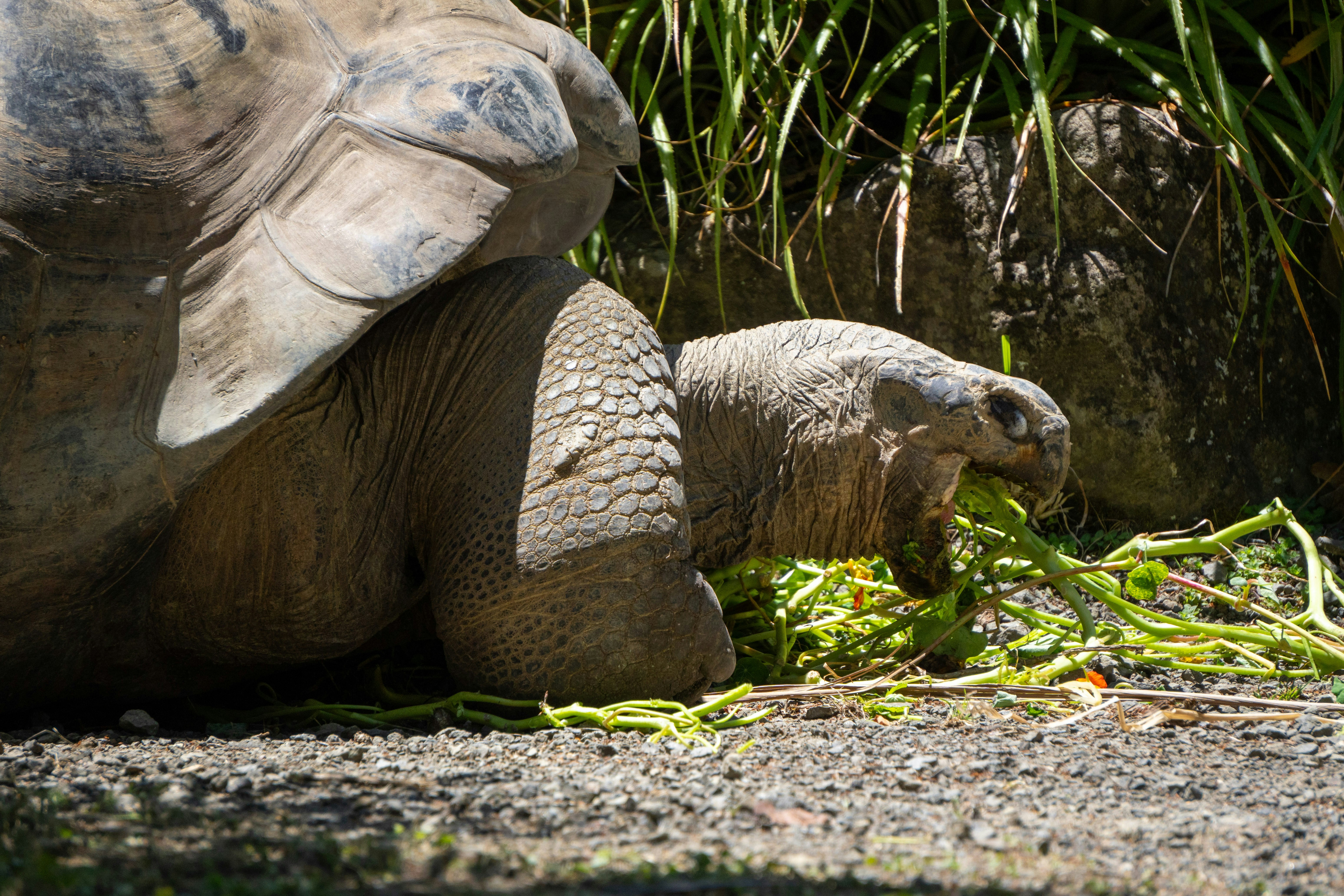 Sunlit Grazing Tortoise: Close-Range Texture on Gravel and Grass