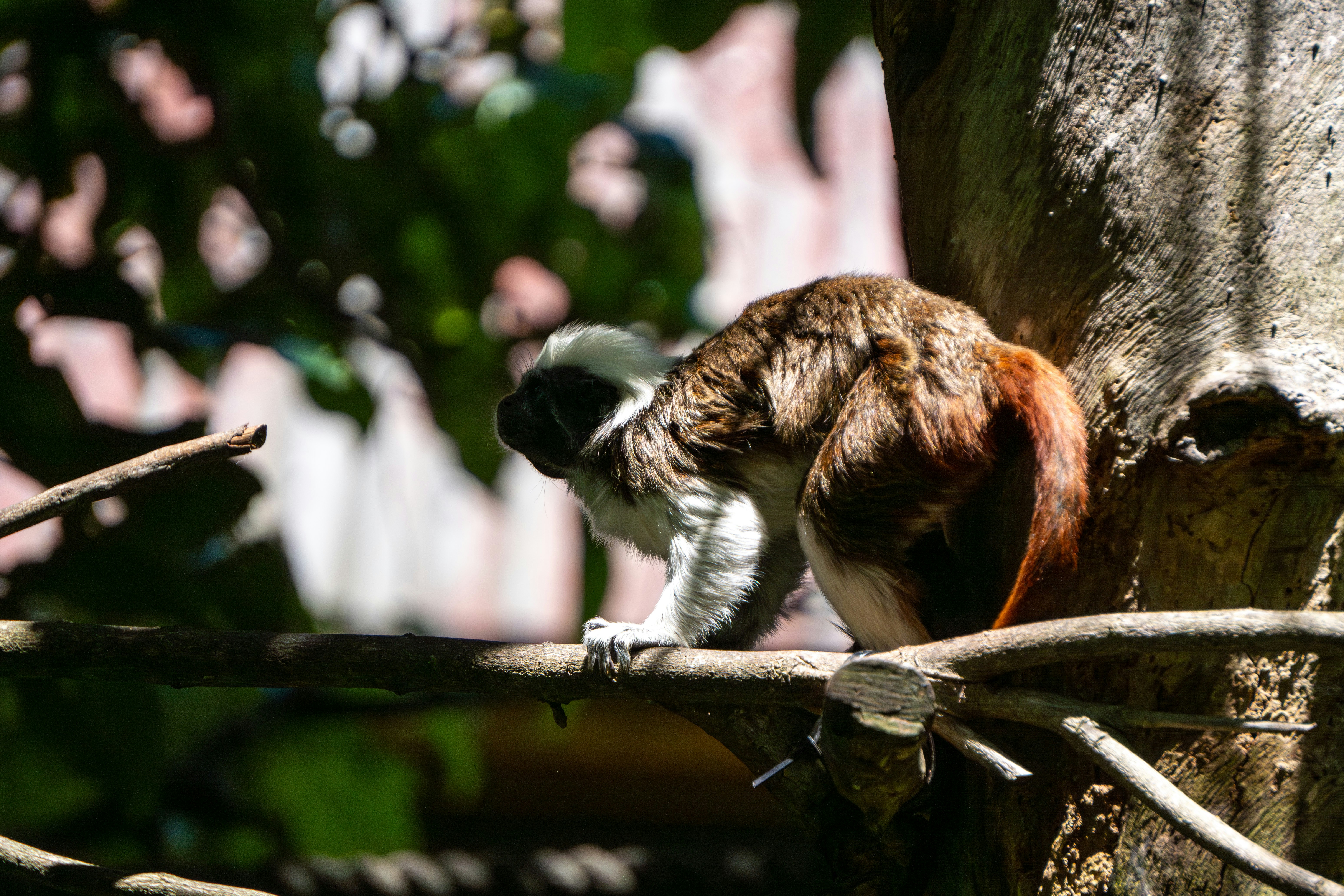 Sunlit Tamarin on a Woodland Perch