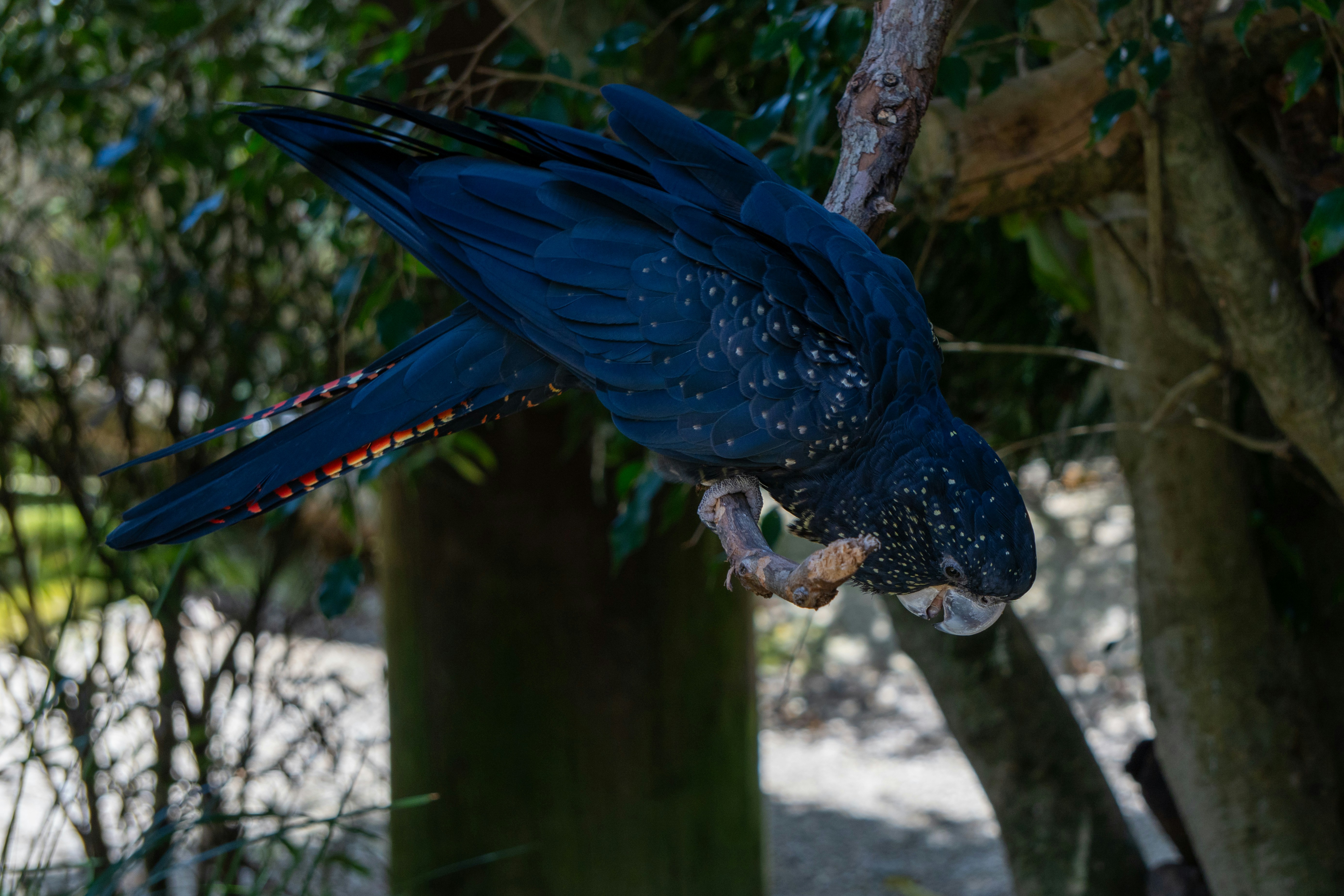 Azure Acrobat in the Shadowed Canopy: Blue Macaw in Flight