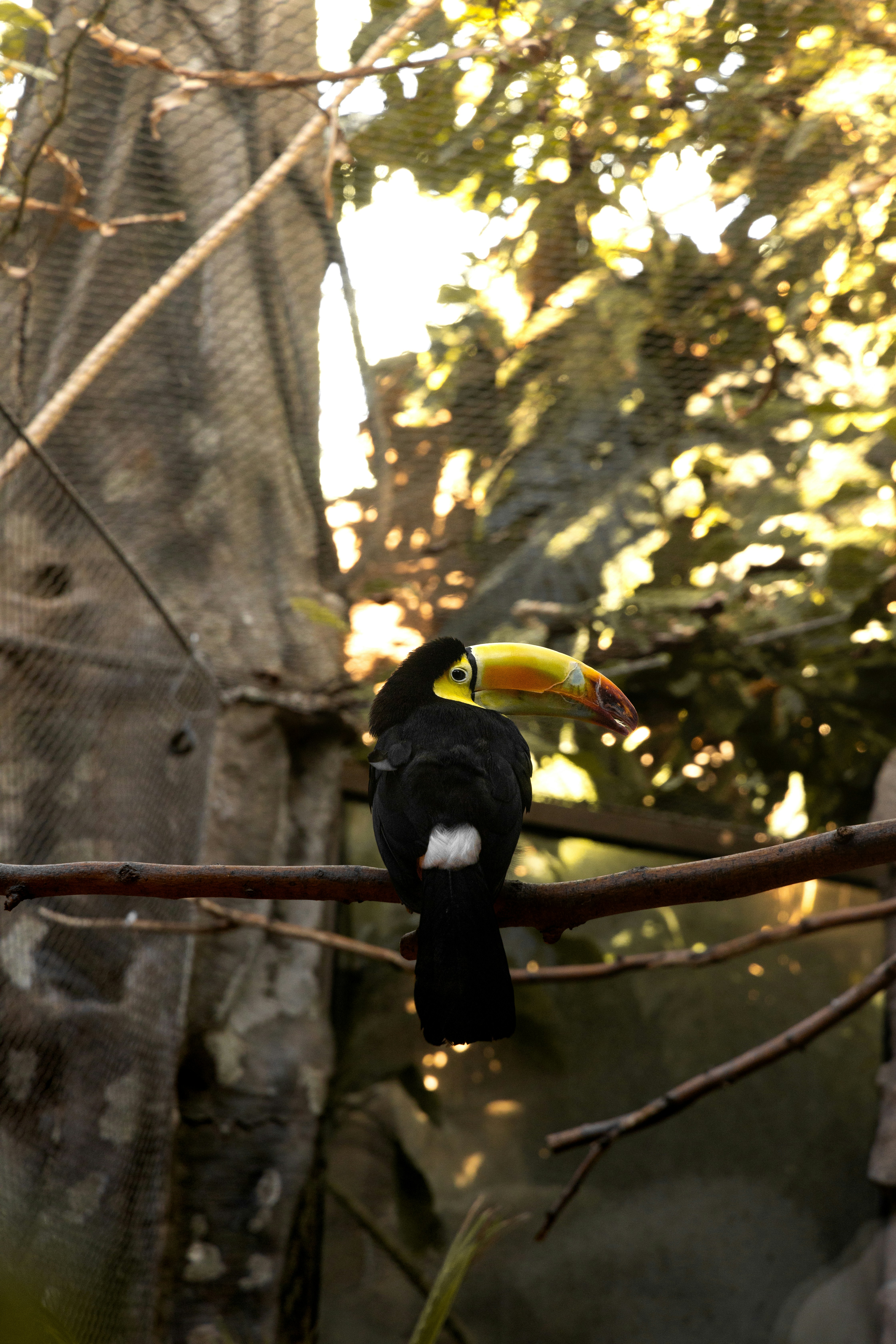 Dappled Light Reveals a Toucan's Bold Beak on a Narrow Branch