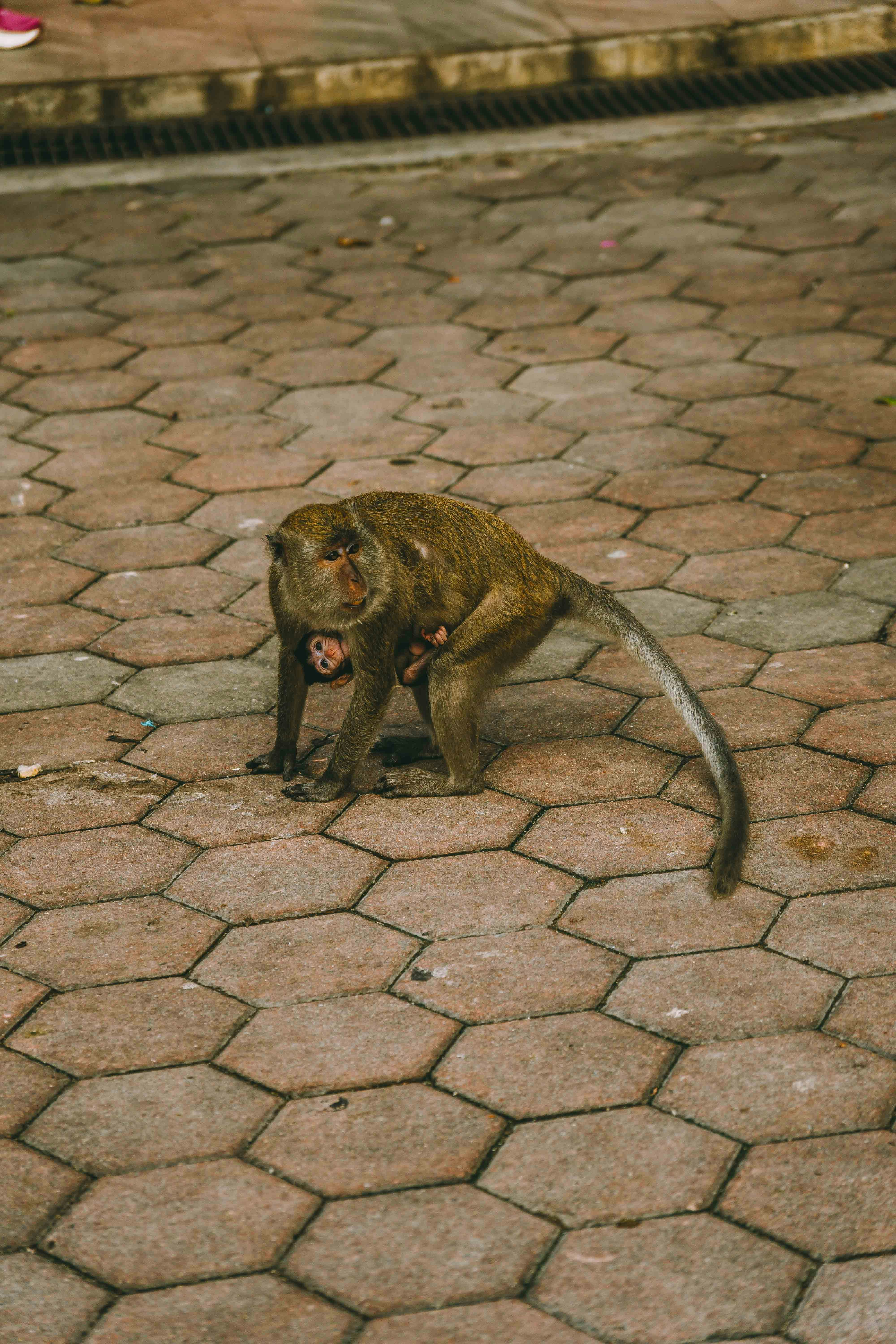 Urban Hex Tile Moment: Mother Monkey and Calf