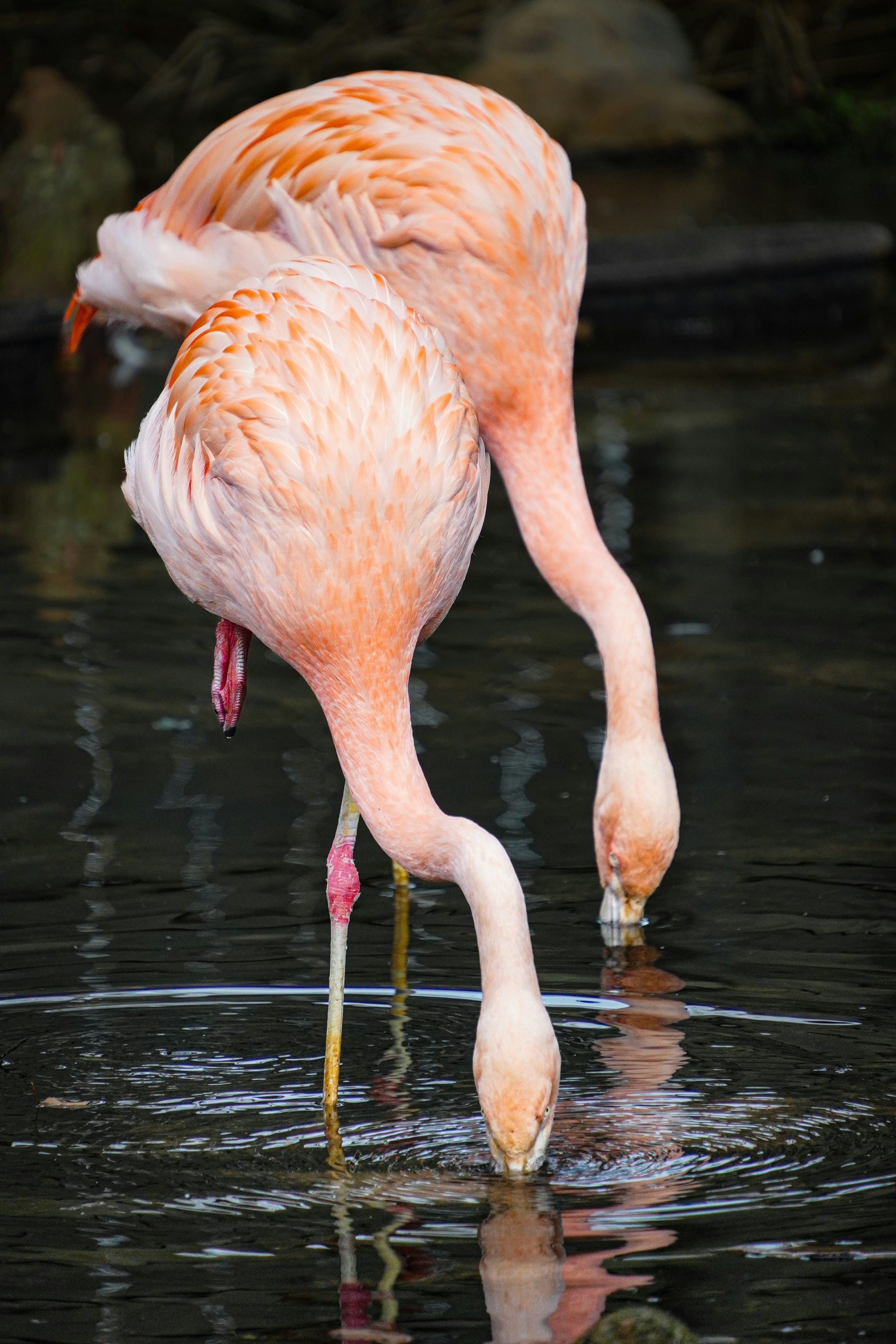Exotic, fresh, unforgettable! A juicy adventure with the vibrant spirit of pink flamingos