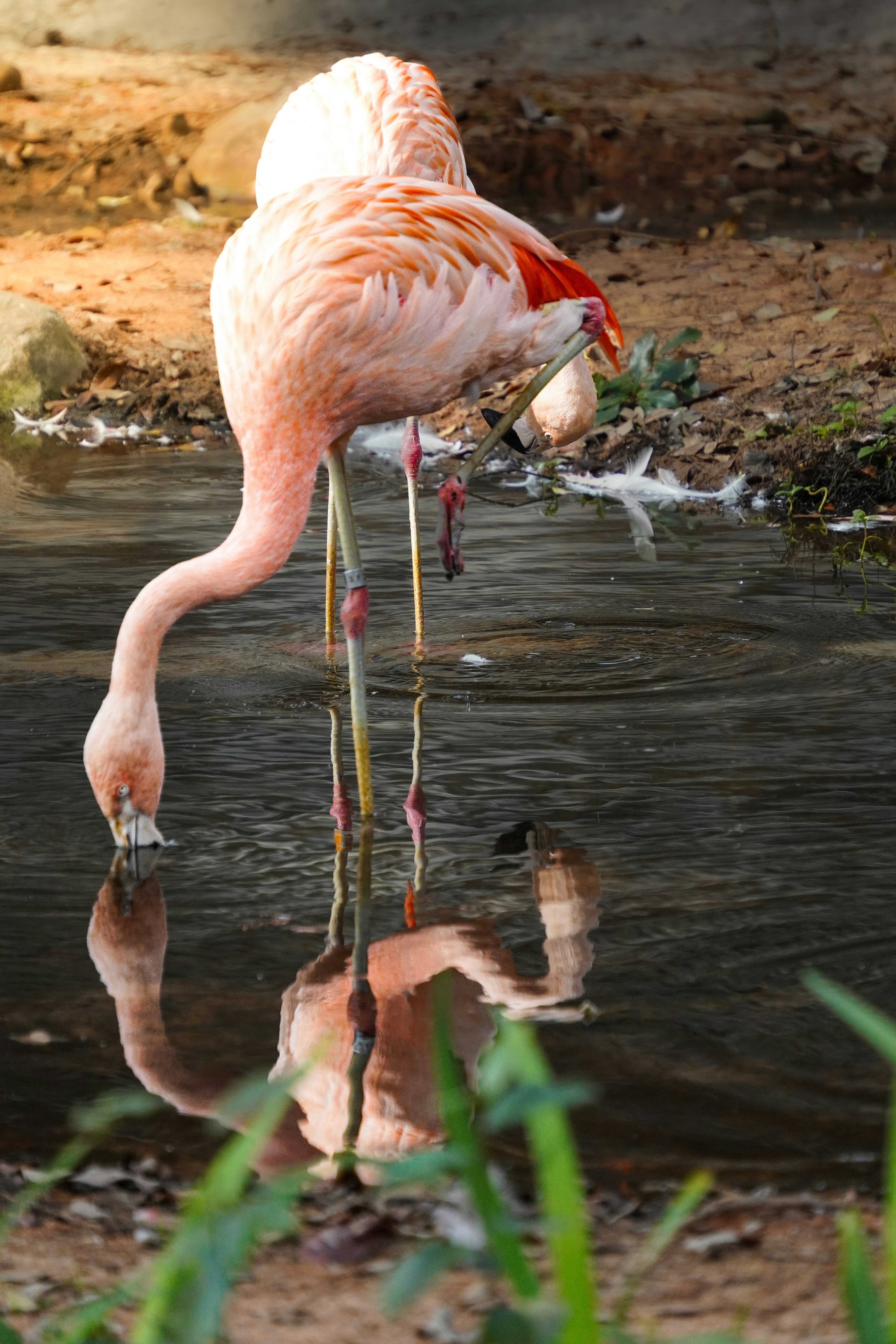 A pink flamingo standing in a body of water photo – Free Animal Image ...