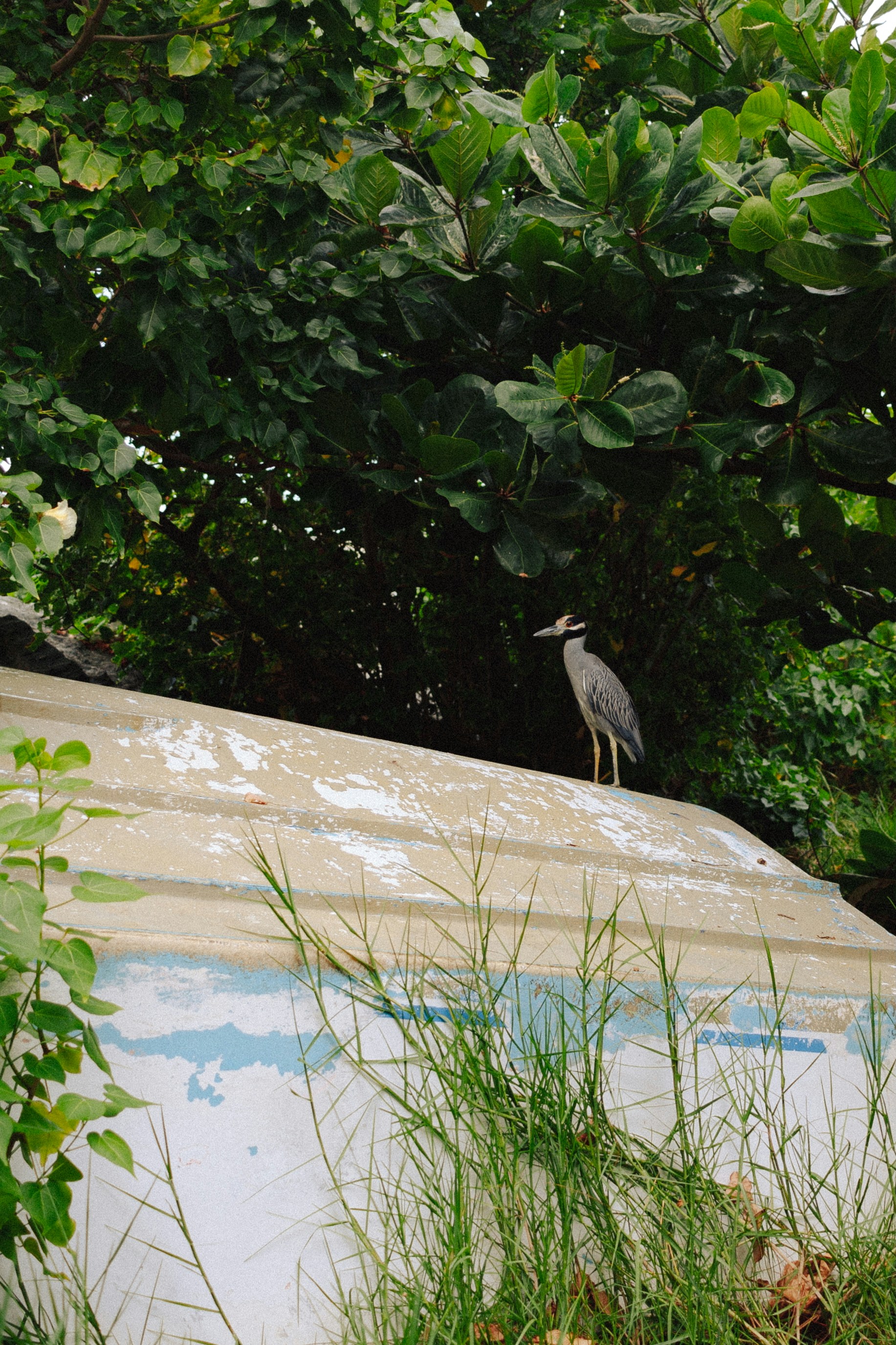 Grey Heron on a Weathered Hull, Quiet Sentinel Beneath a Canopy of Green
