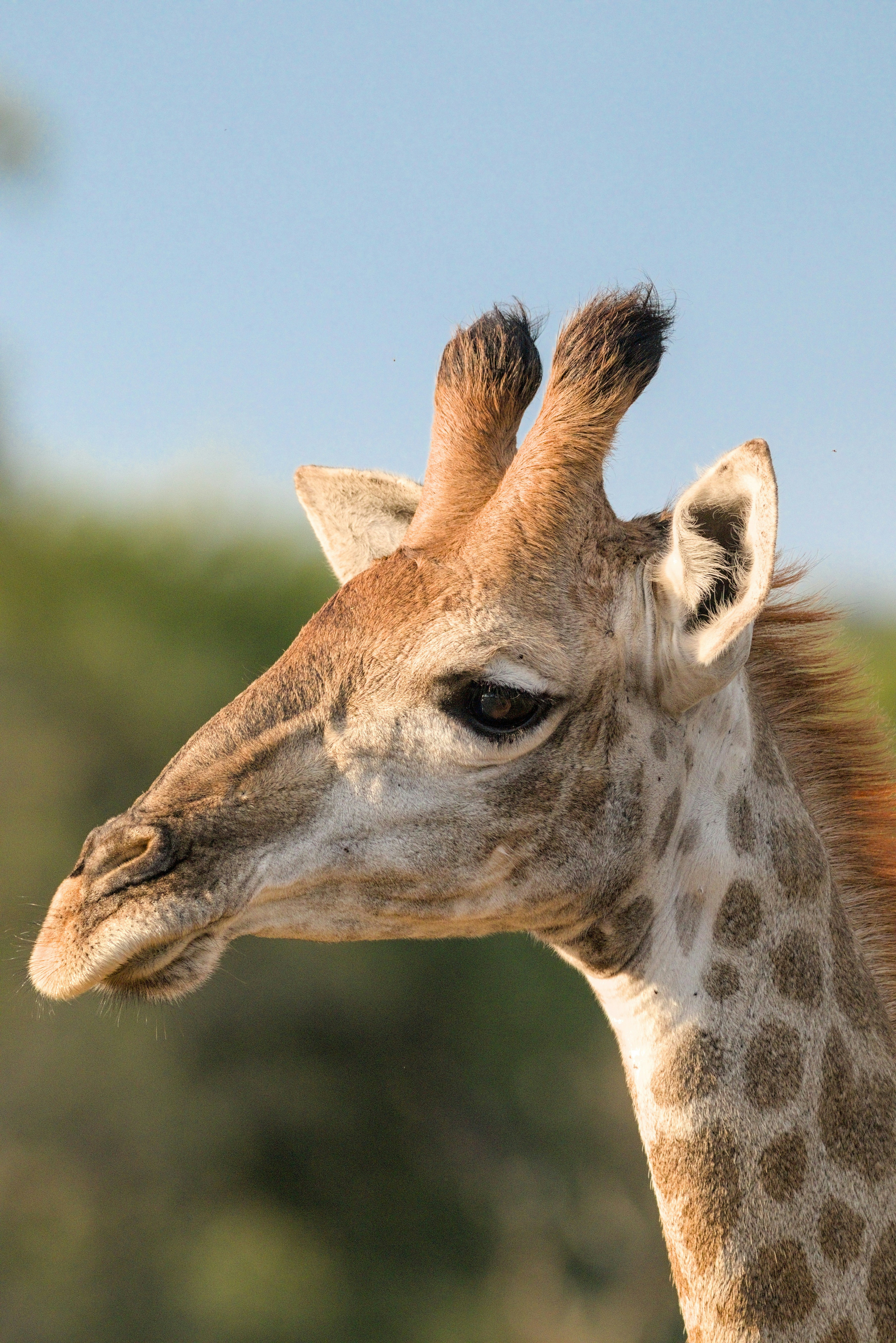 Sunlit Giraffe Head in Profile: A Portrait of Texture and Sunshine